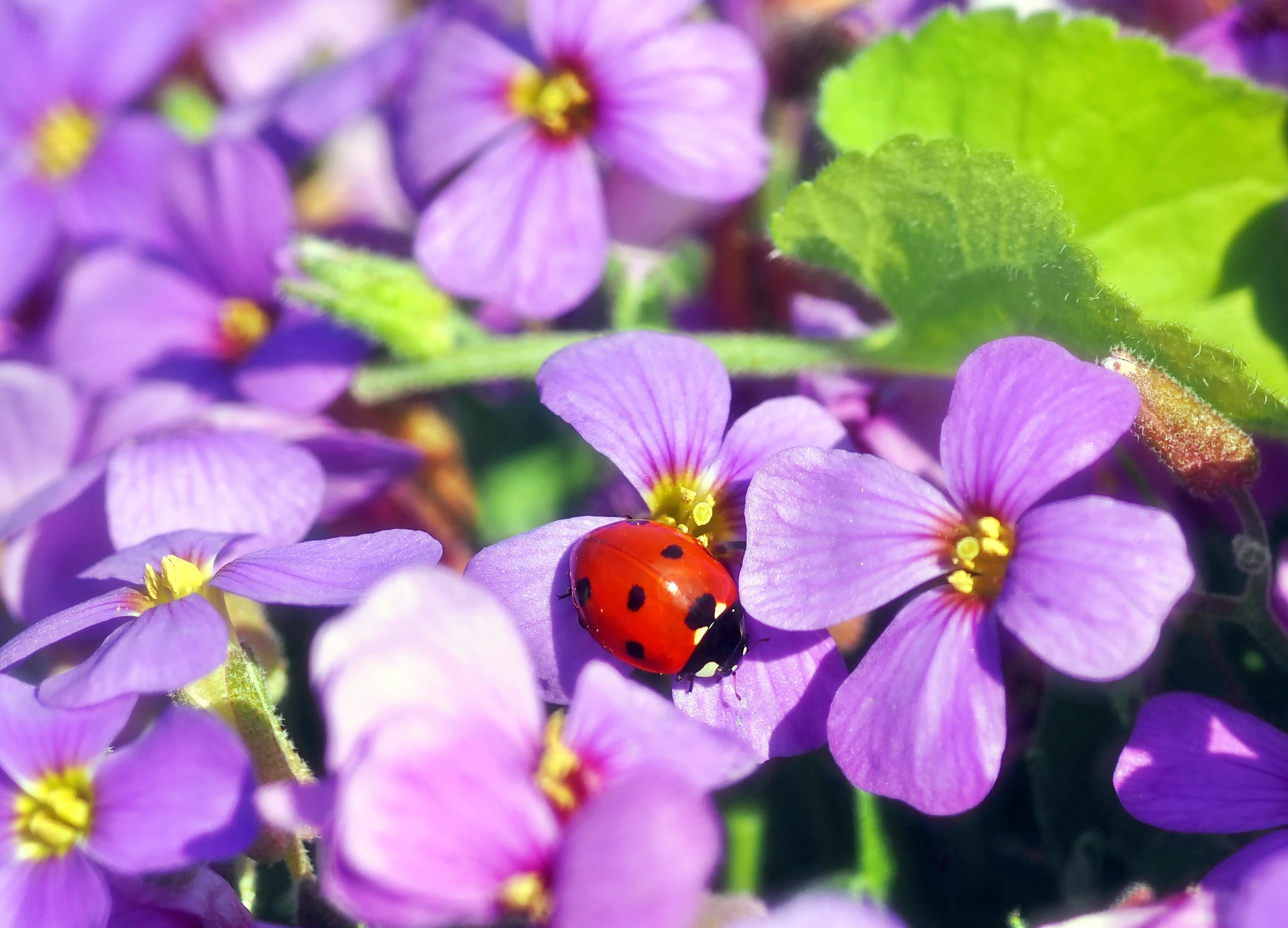 Download Insect Flower Animal Ladybug Image