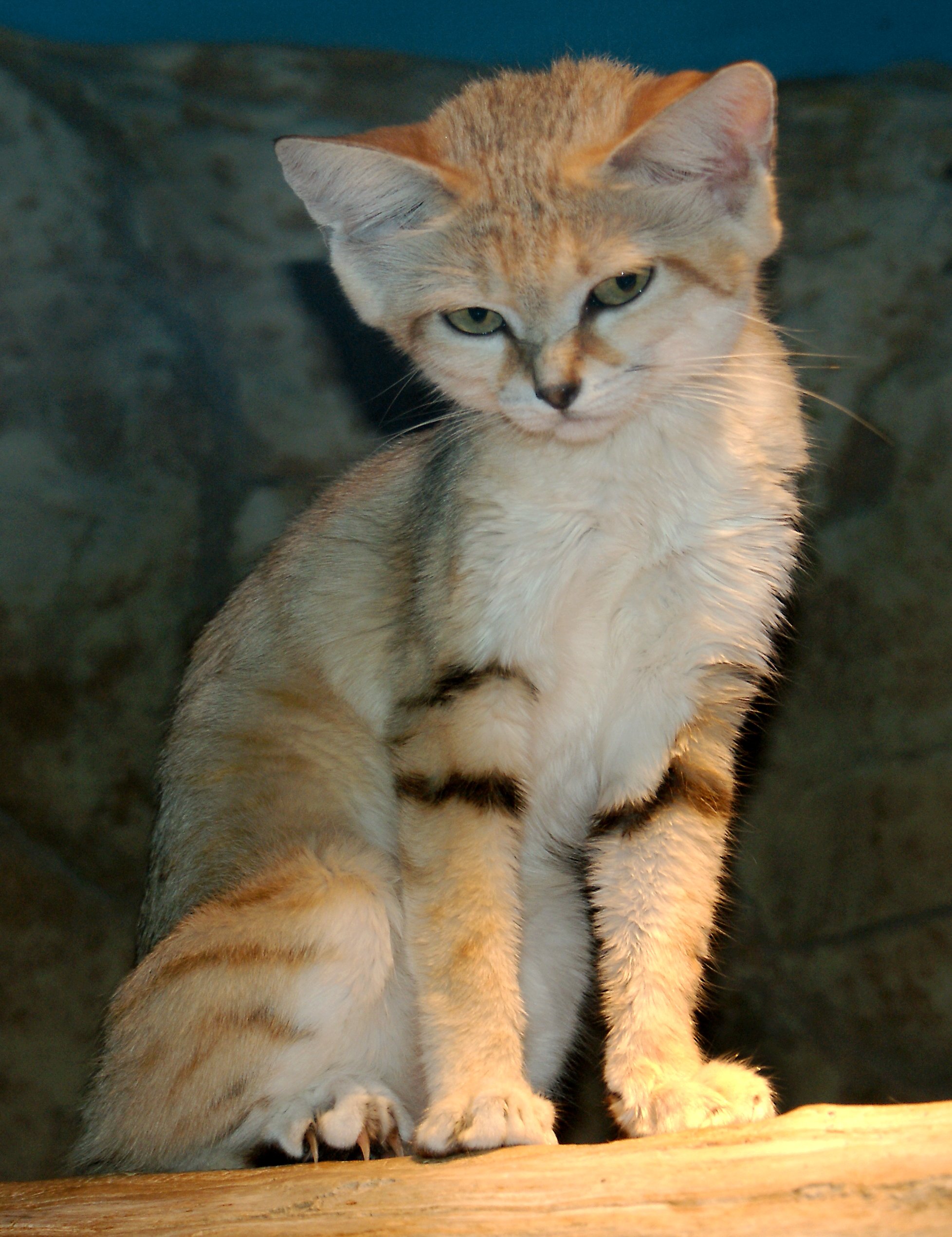 Arabian Sand Cat - Image Abyss