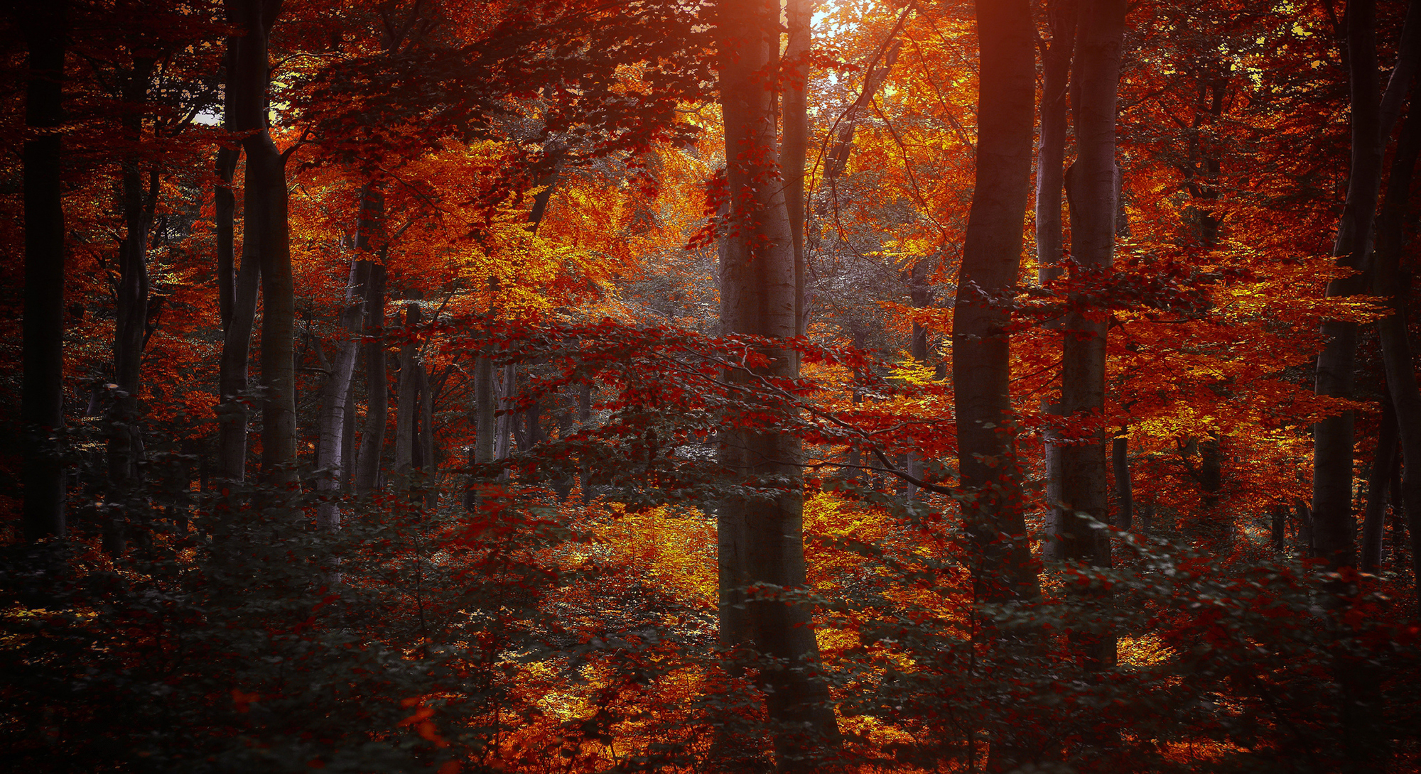 Autumn Forest - Image Abyss