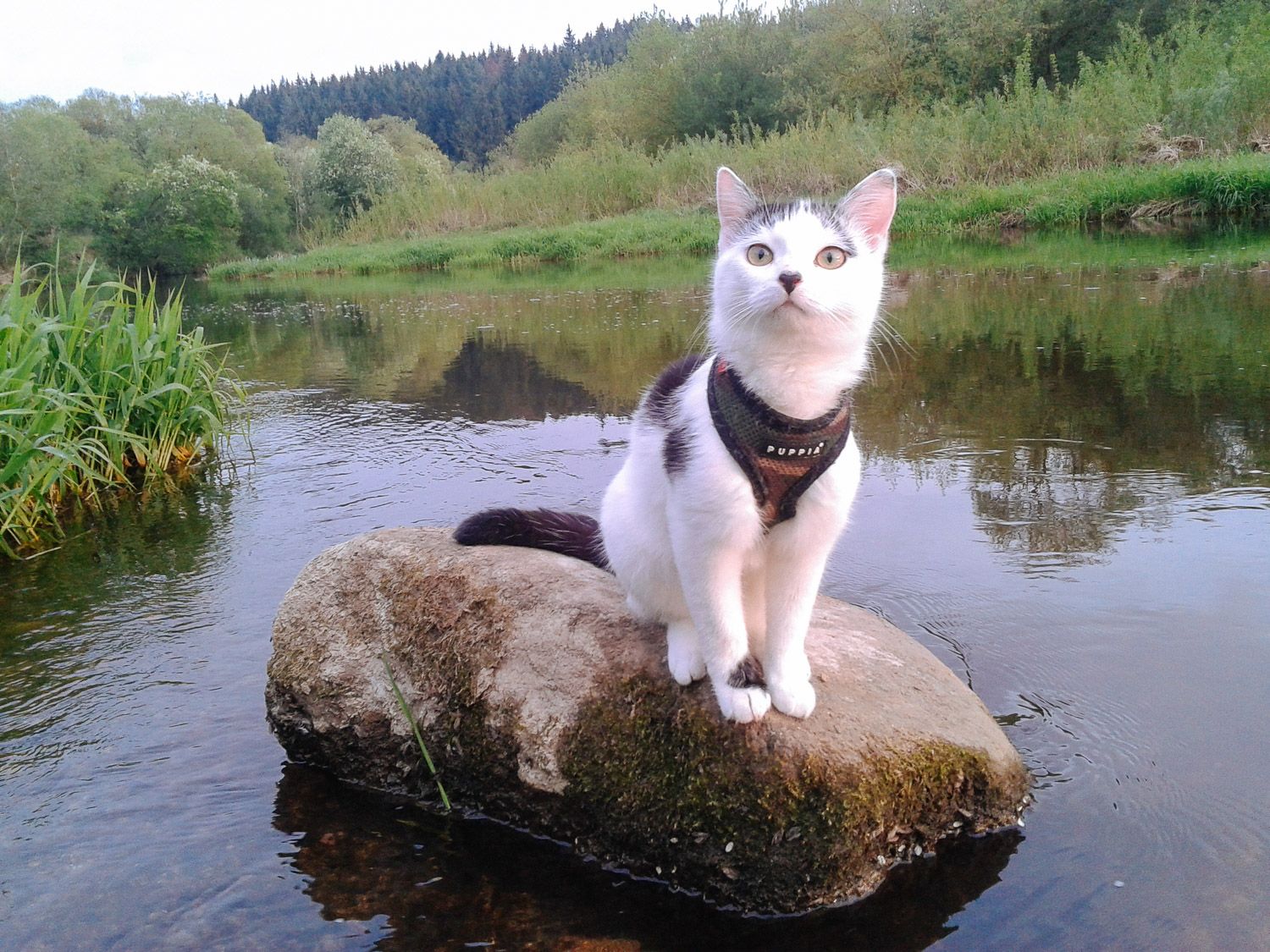 Cat vacations along a river - Image Abyss