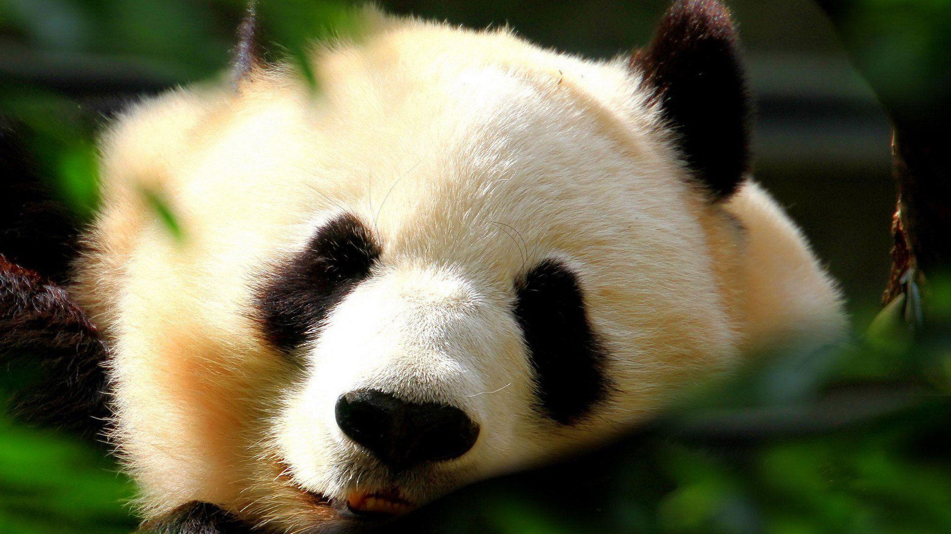 Download Animal Panda Image