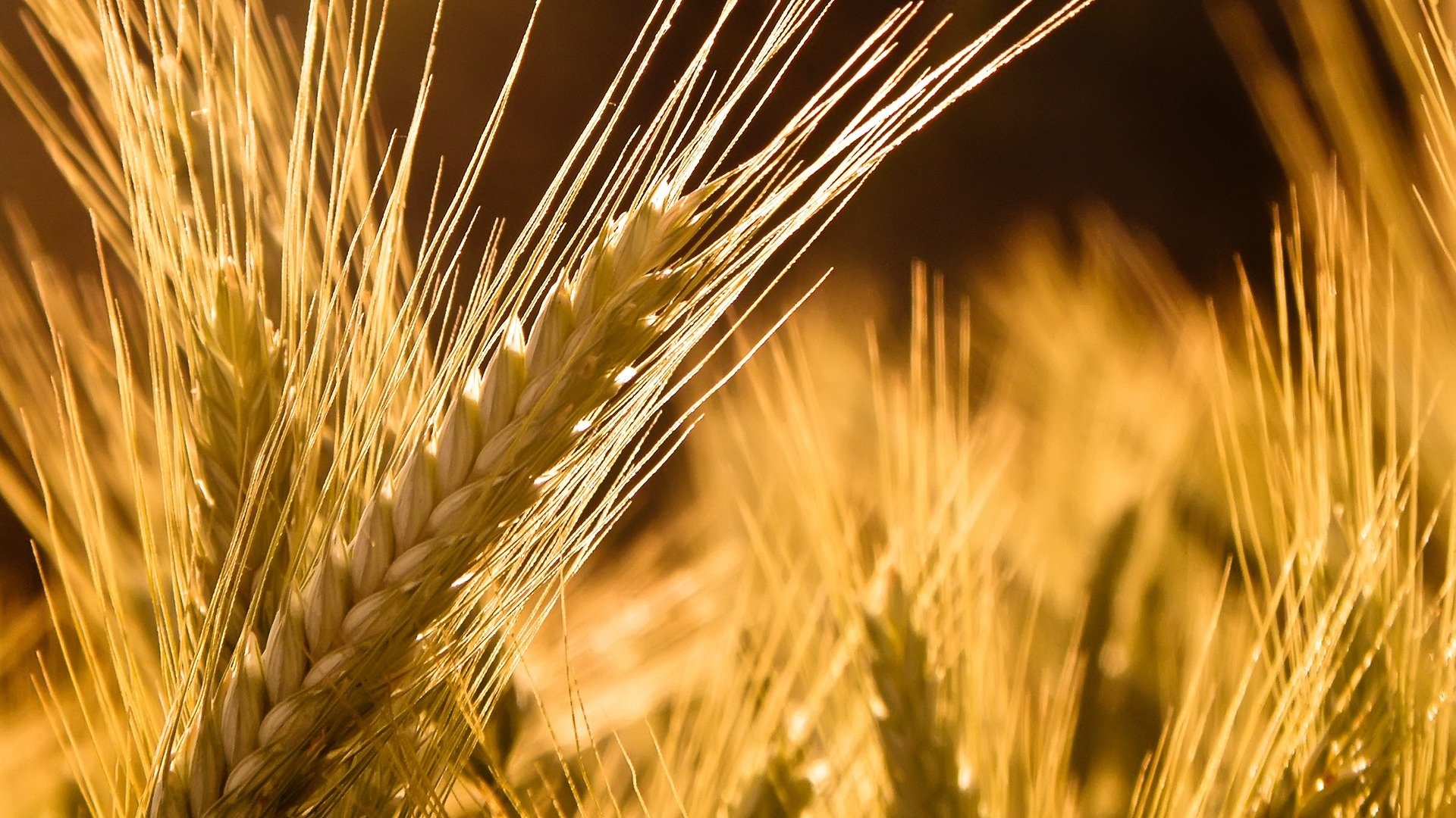Wheat Image - ID: 290128 - Image Abyss