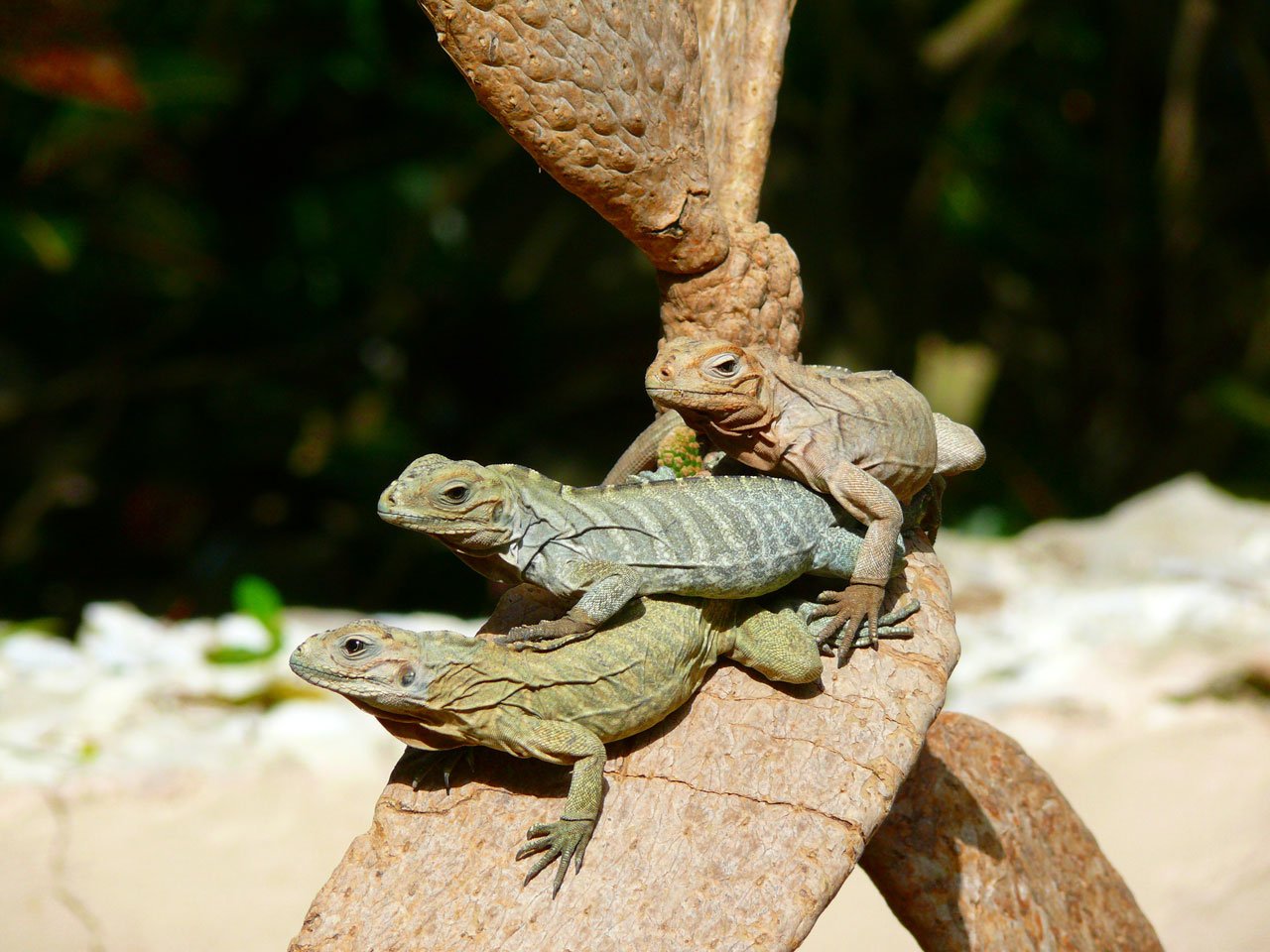 Tree lizards on a cactus Image - ID: 290325 - Image Abyss