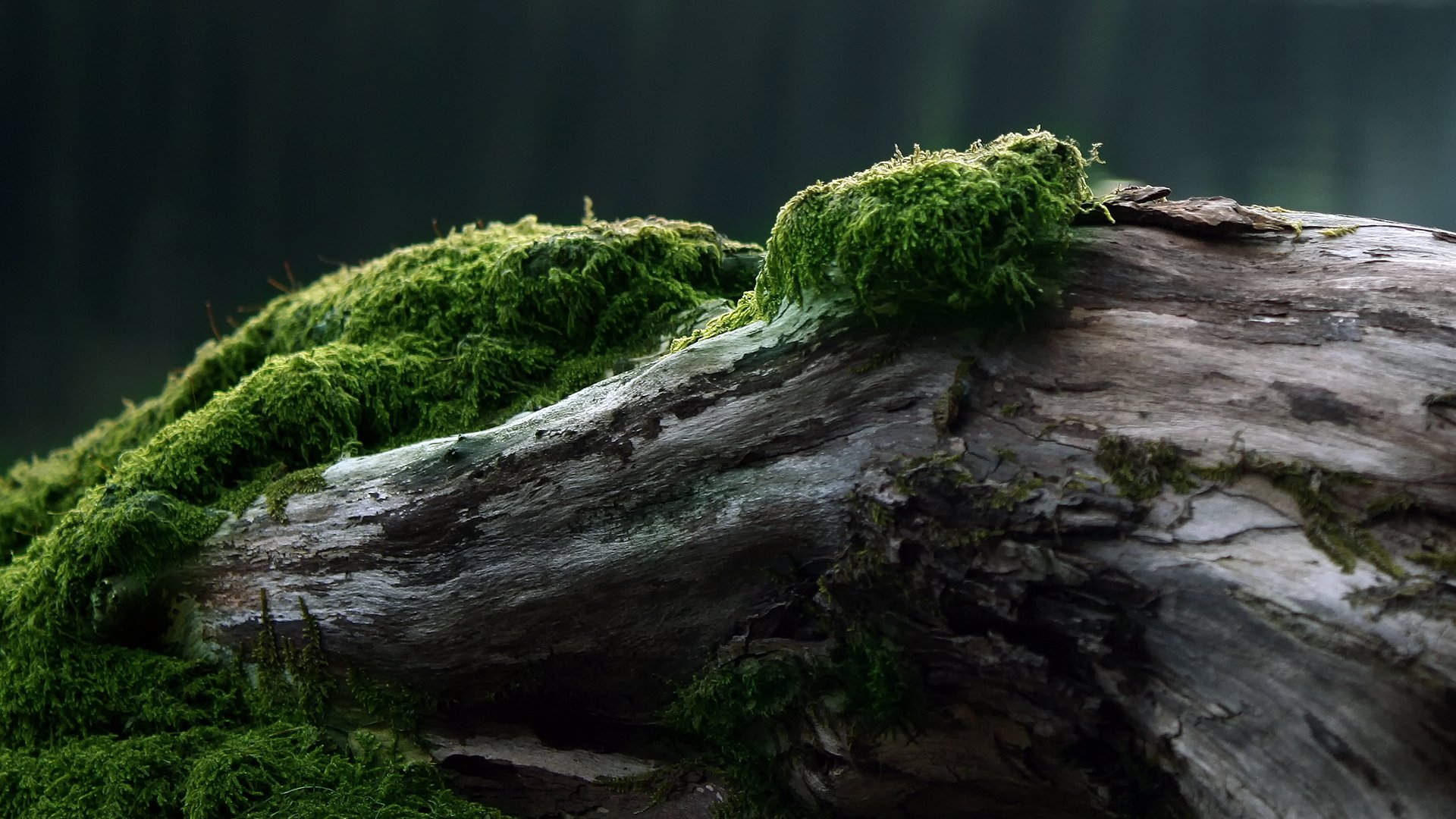 Download Nature Moss Image