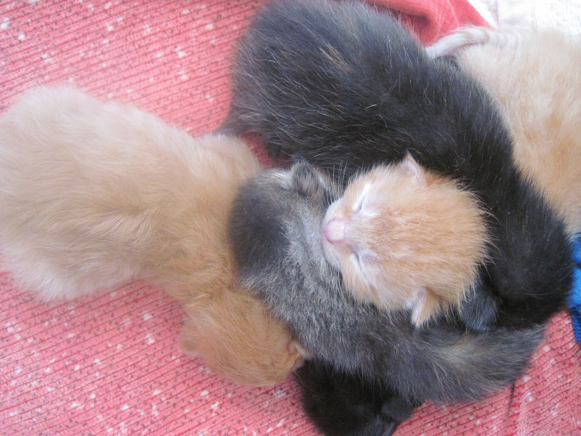 a bundle of kittens Image - ID: 290674 - Image Abyss