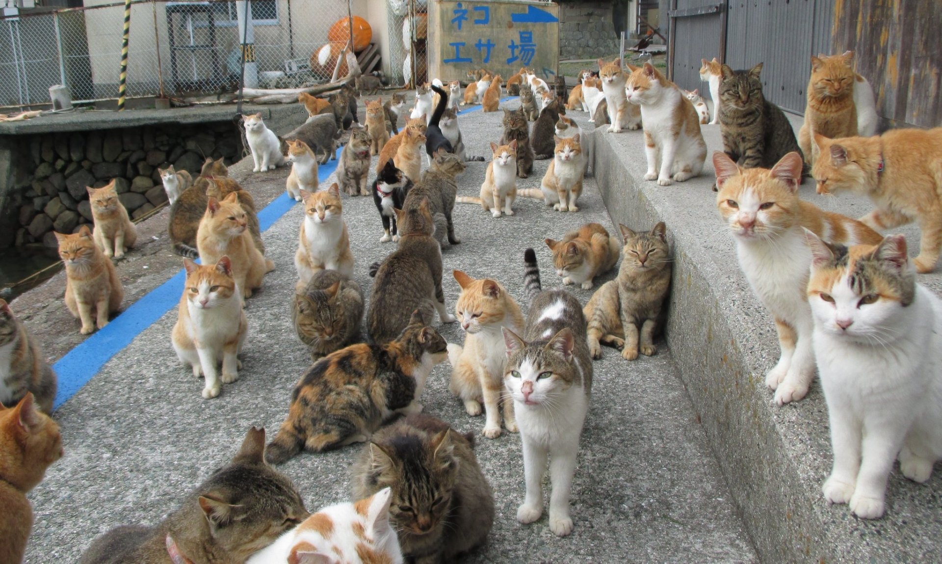 Aoshima, Japan, cat island Image - ID: 290705 - Image Abyss