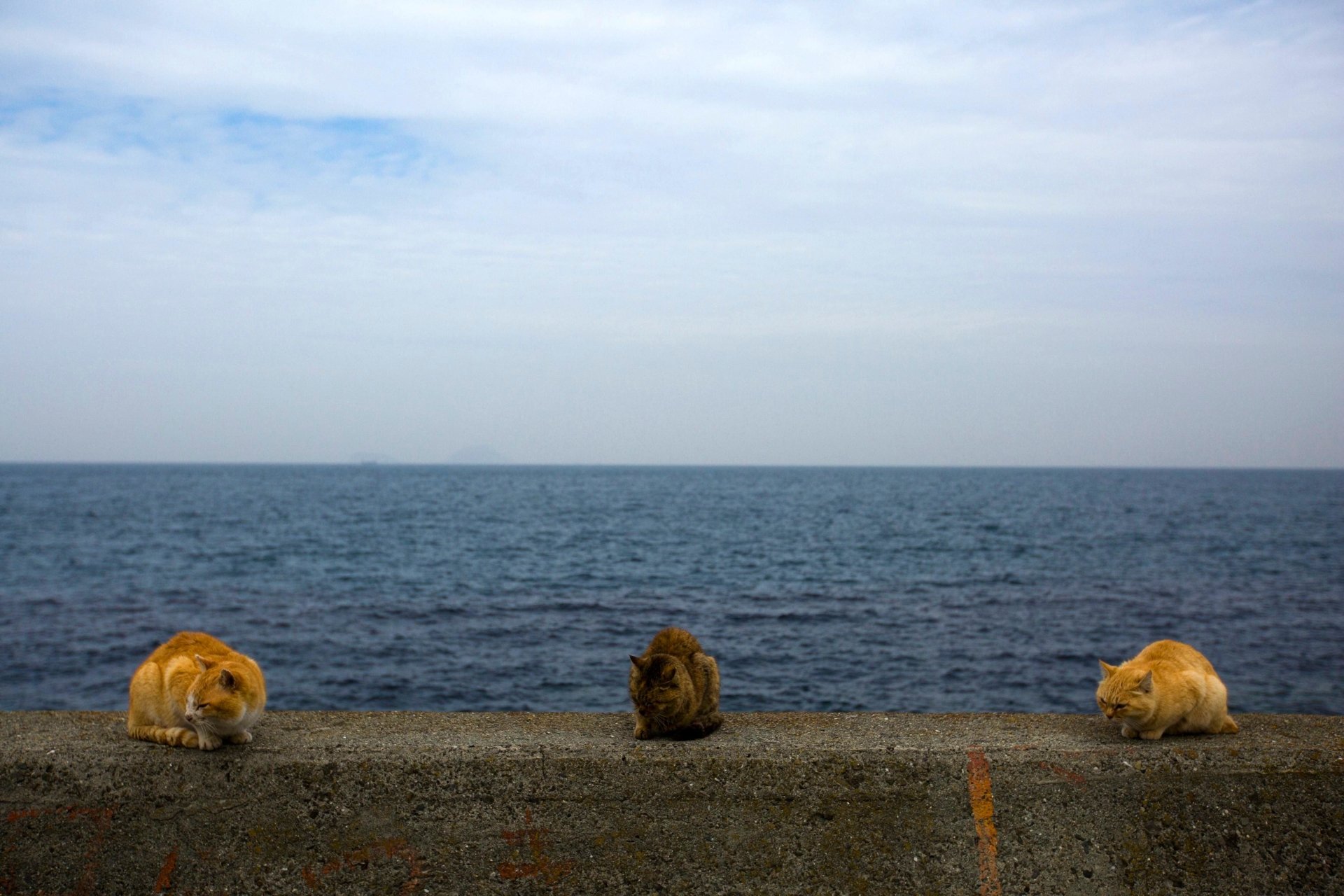 Aoshima, Japan, cat island Image - ID: 290724 - Image Abyss