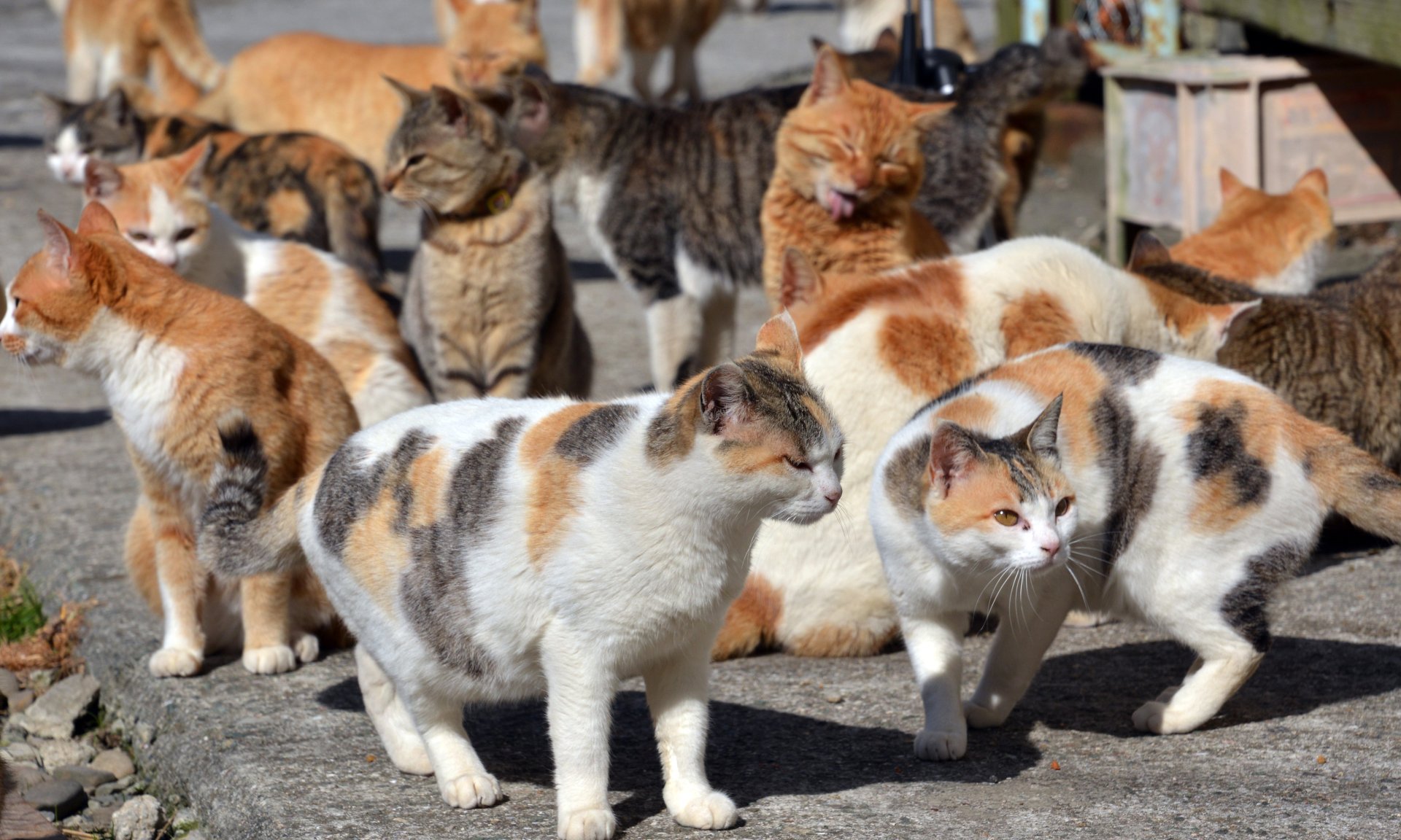 Download Japan Aoshima Animal Cat Image