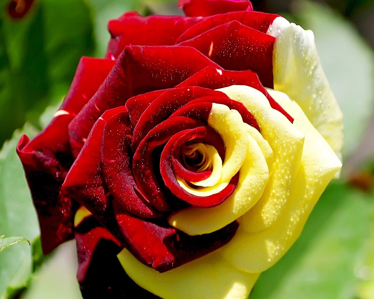 Nature's Dual Beauty: The Red and Yellow Rose Bloom