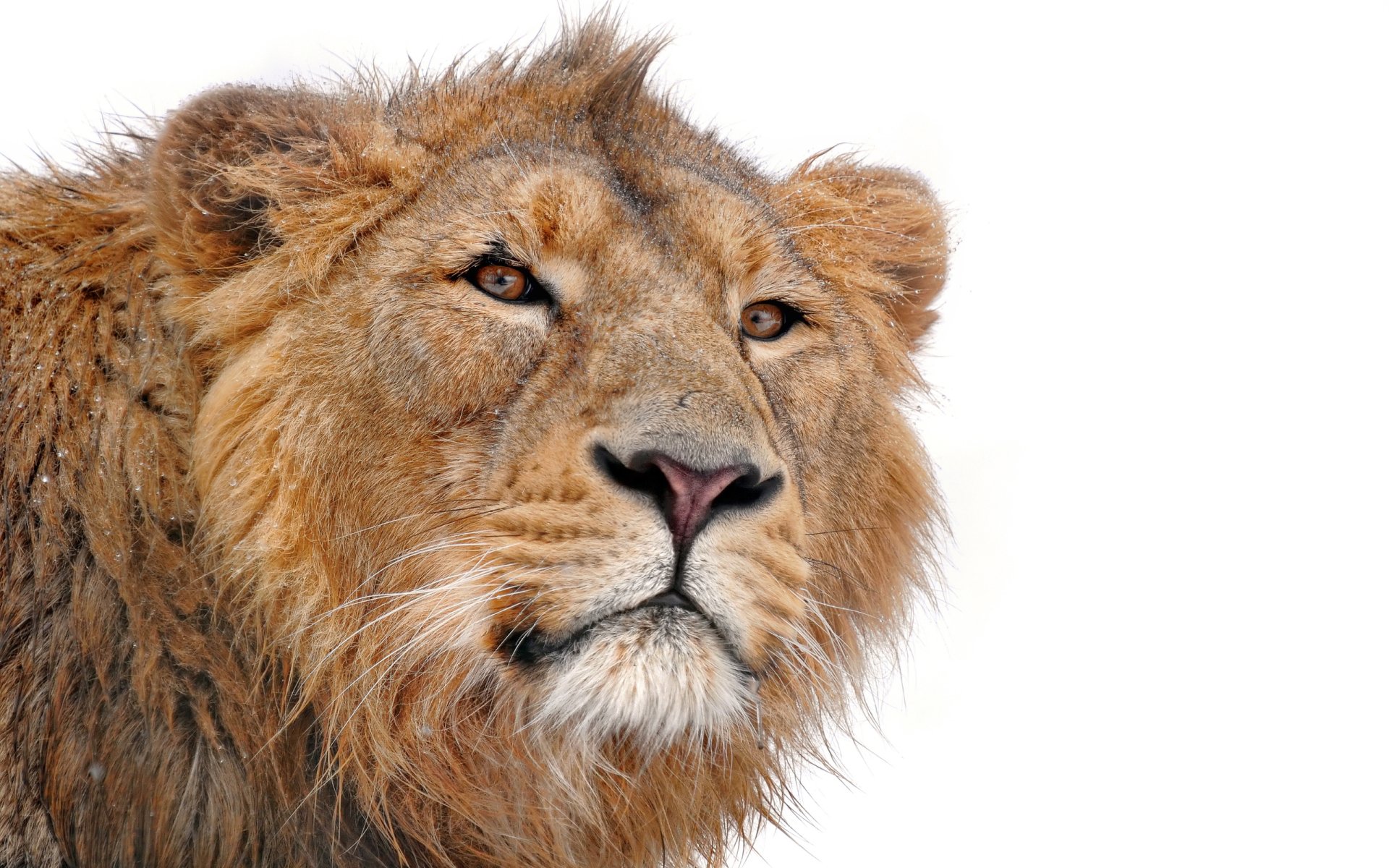 Lion Image - ID: 290802 - Image Abyss