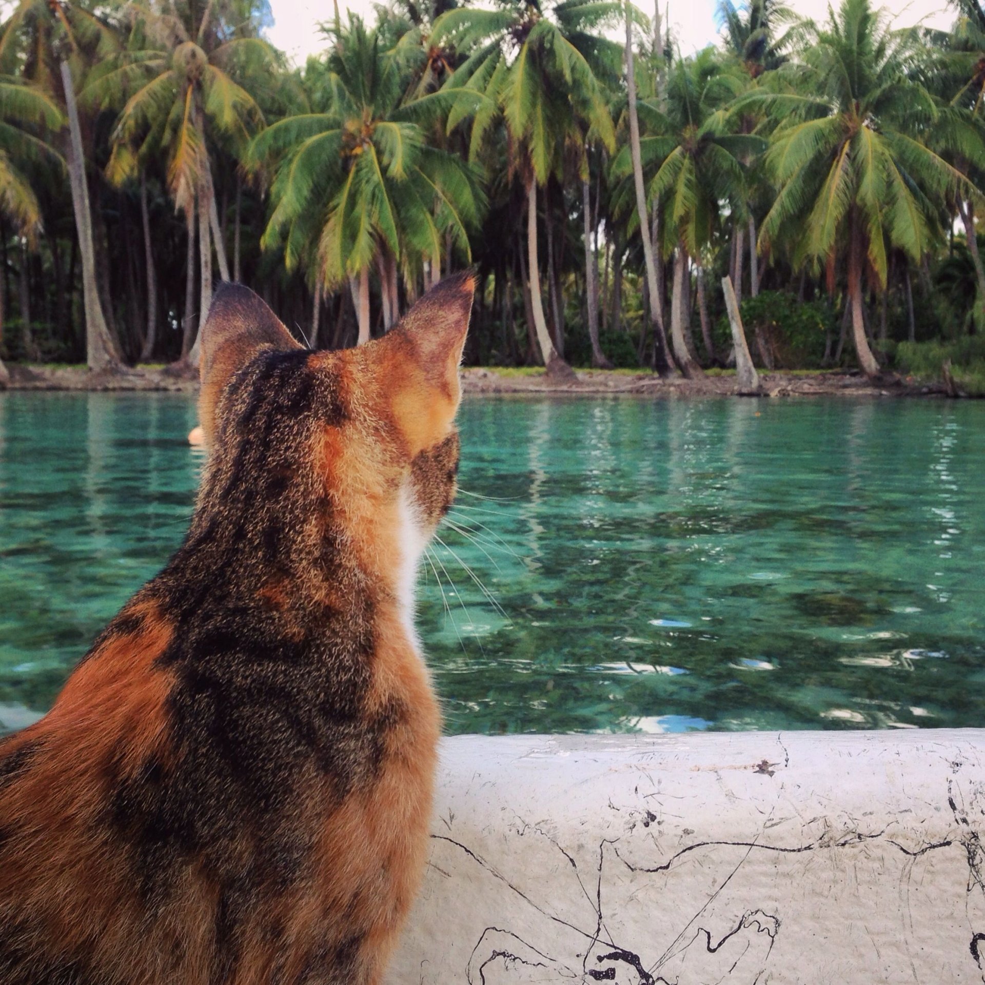 Captain Lizzy Clark and Amelia the cat Image - ID: 290907 - Image Abyss