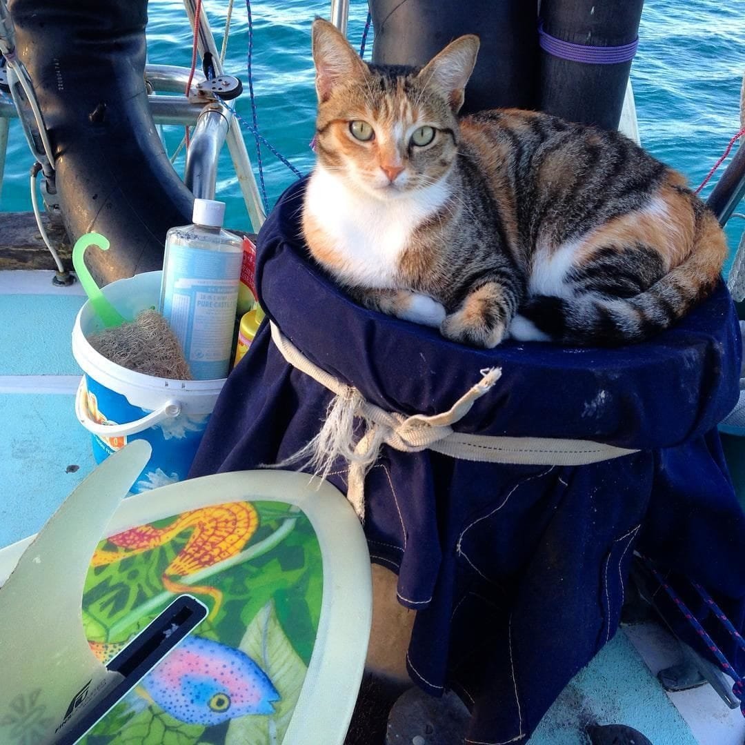 Captain Lizzy Clark and Amelia the cat Image - ID: 290909 - Image Abyss