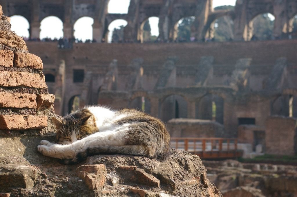 cat on vacation - Colosseum in Rome Image - ID: 290991 - Image Abyss