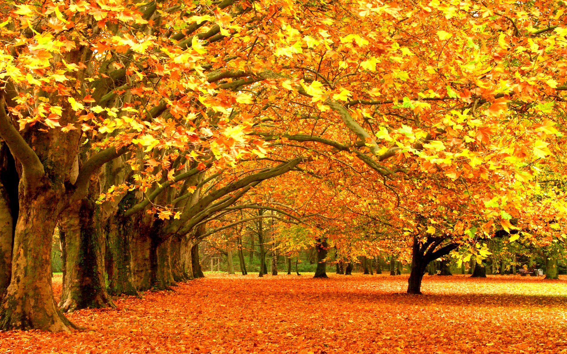 Download Nature Tree Autumn Foliage Landscape Image