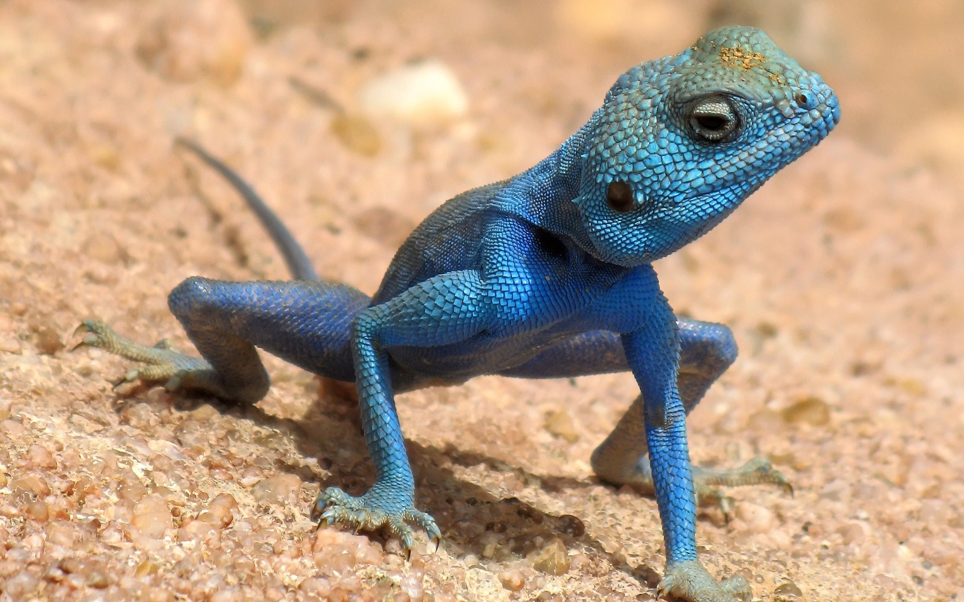 Download Animal Agama Image