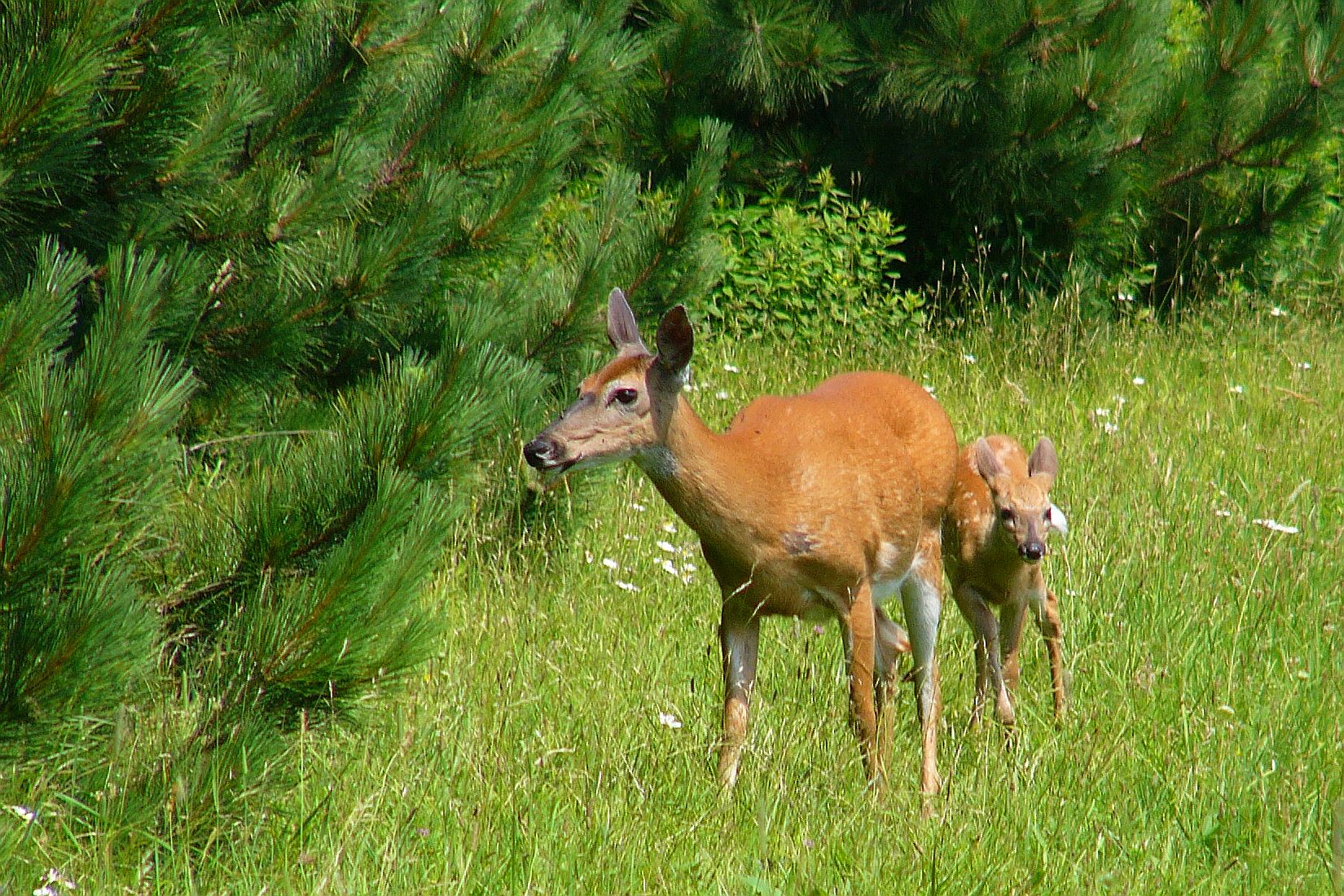 a doe and her fawn by durkeema