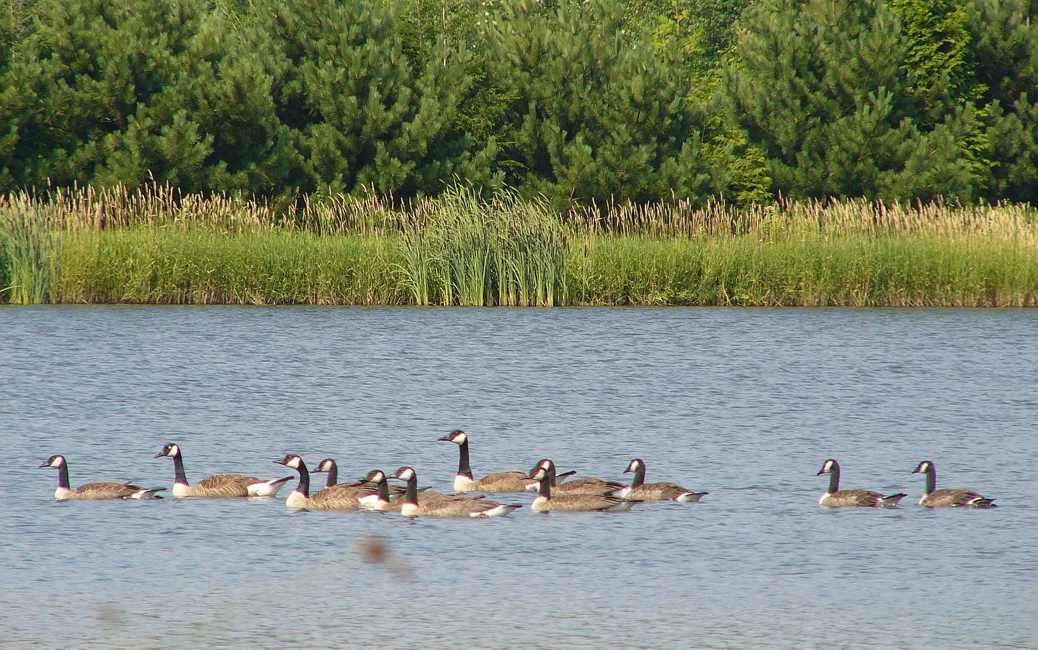geese swimming in the lake by durkeema