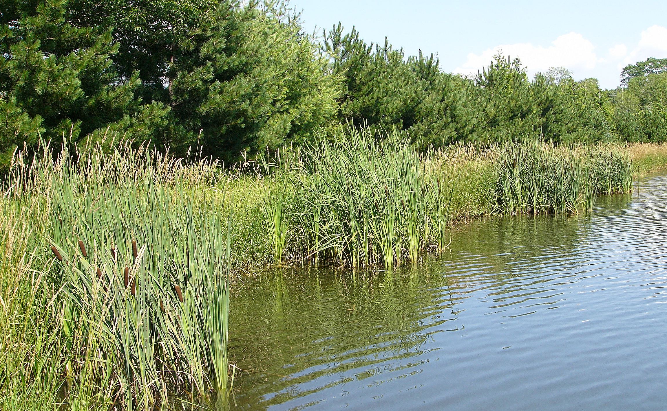 Looking along the edge of the lake by durkeema