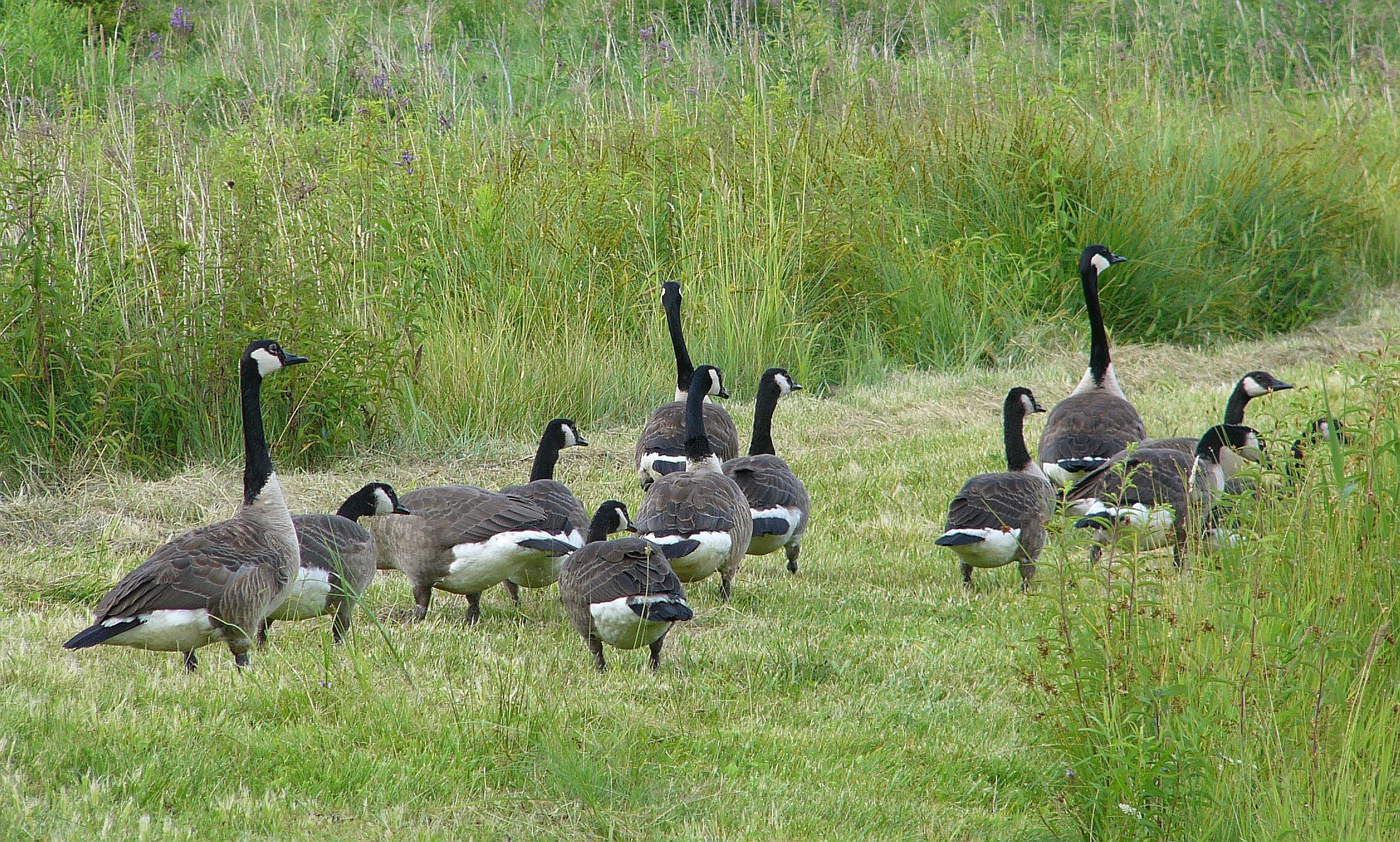 Geese walking along the trail on the edge of the lake by durkeema ...