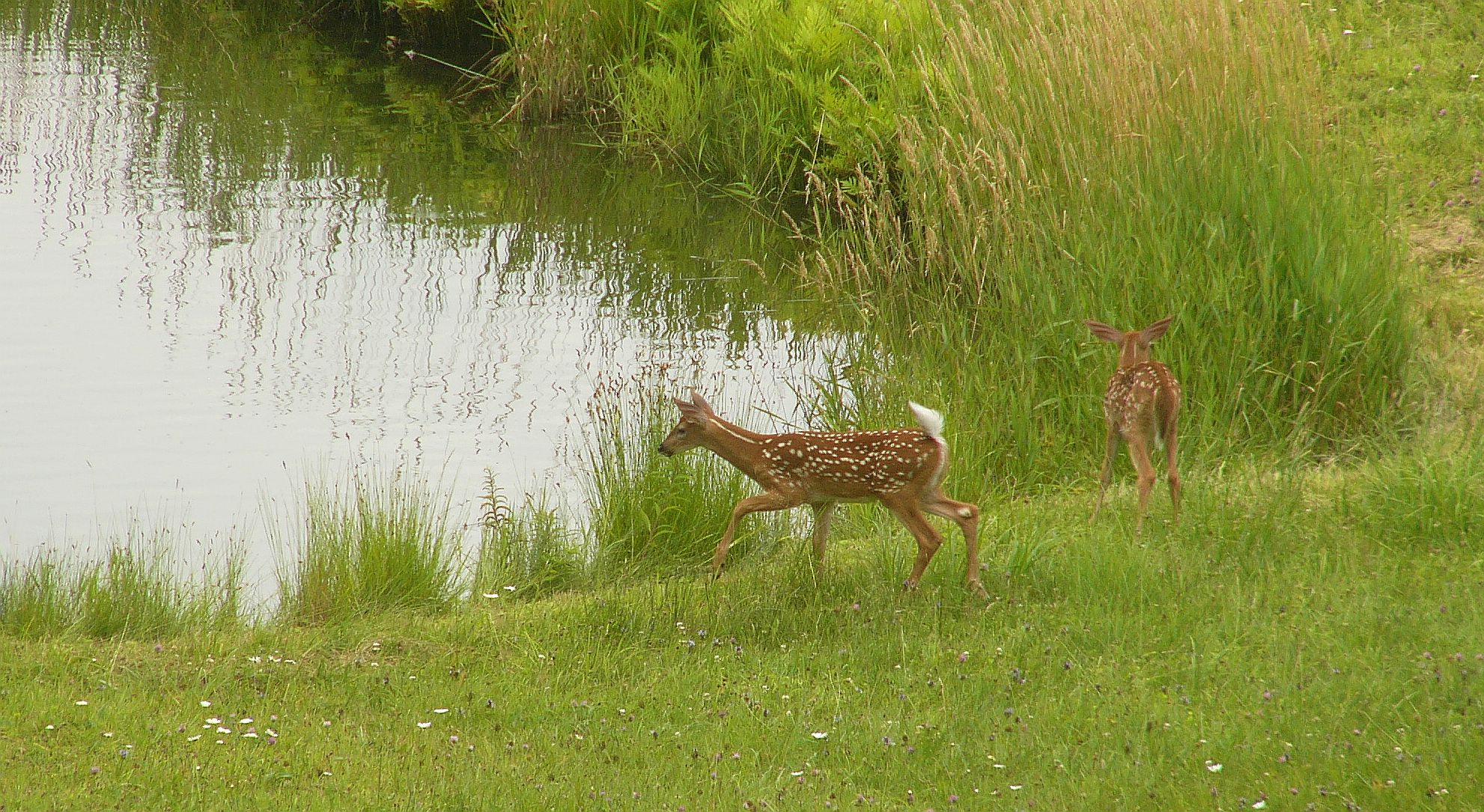 Two fawns ready to drink some water by durkeema - Image Abyss