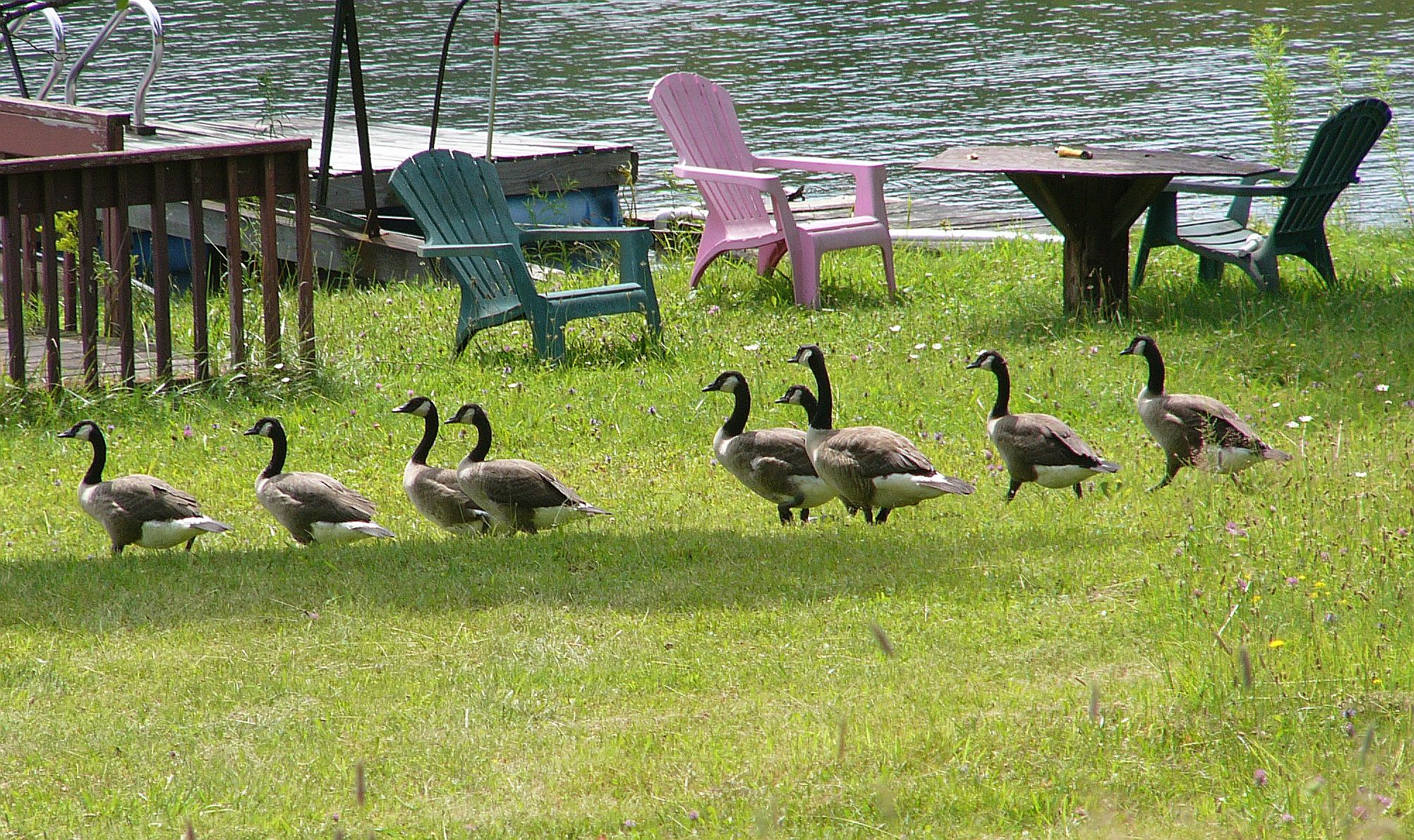 geese walking past the dock by durkeema