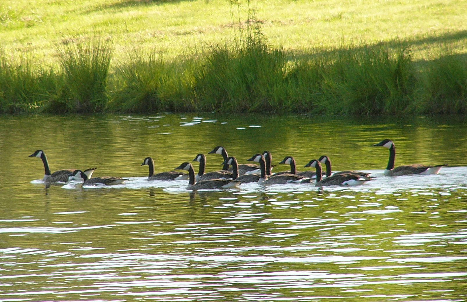 following the geese with a boat by durkeema