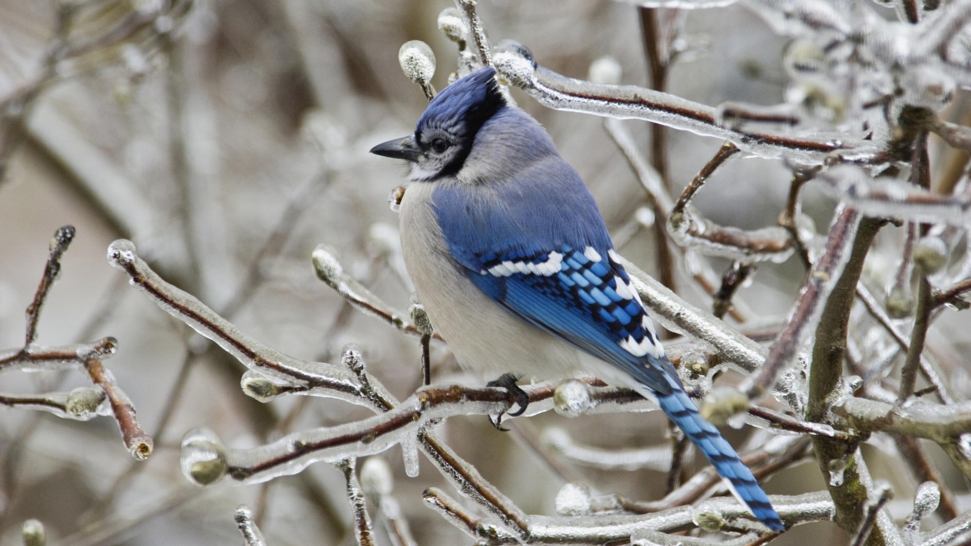 Blue Jay in Winter Tree - Image Abyss