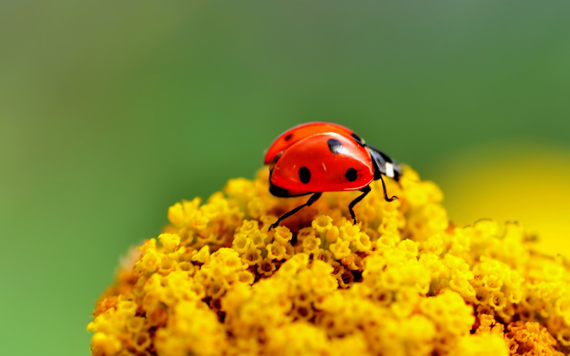 Ladybug Picture - Image Abyss