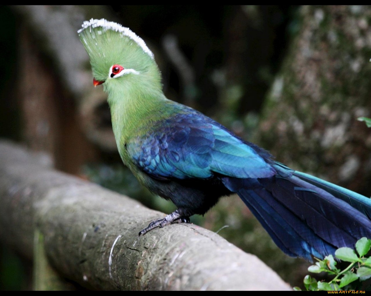 Elegant Turaco: A Splash of Color in Nature