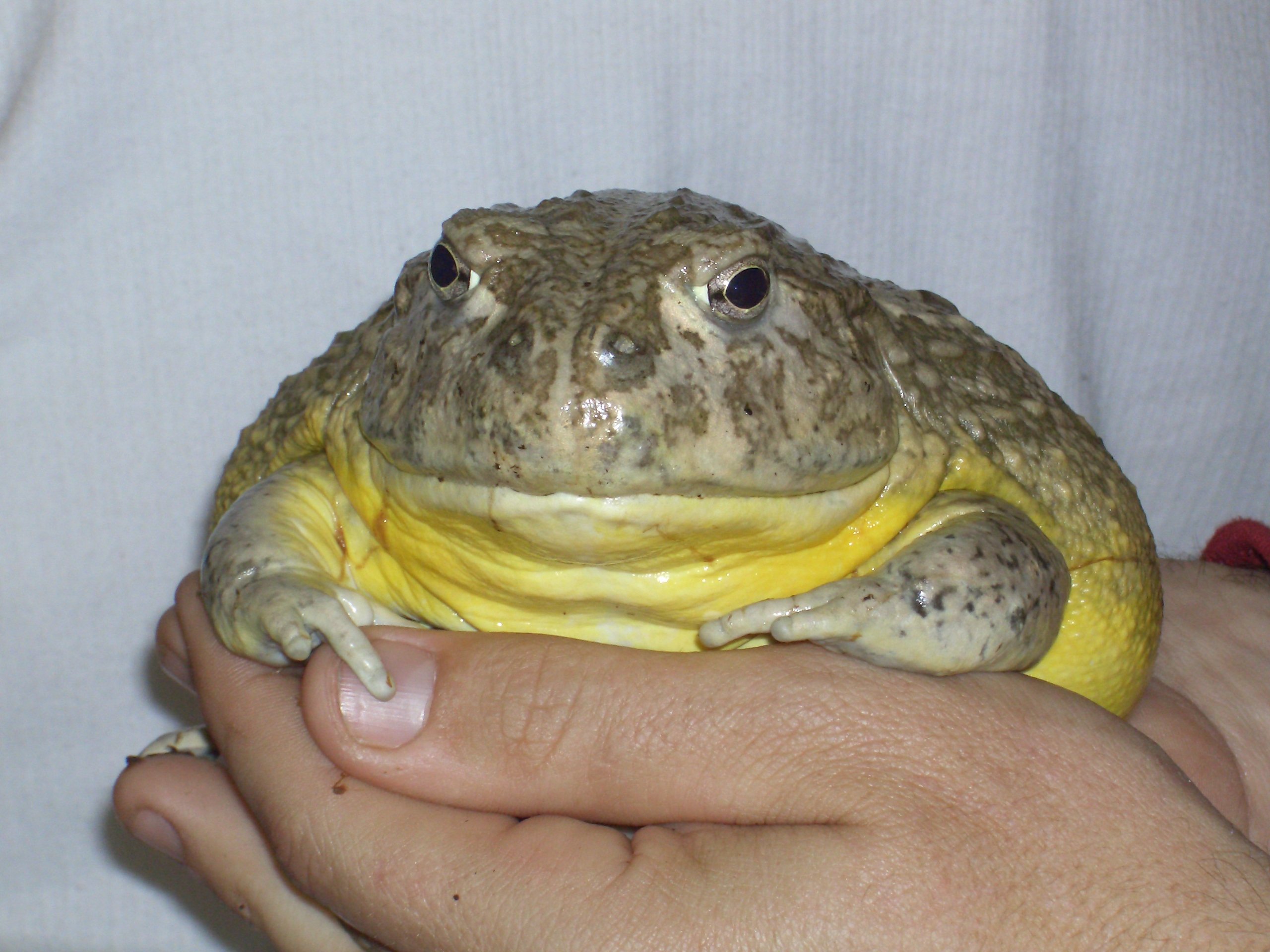 Pixie Frog Image - ID: 291737 - Image Abyss