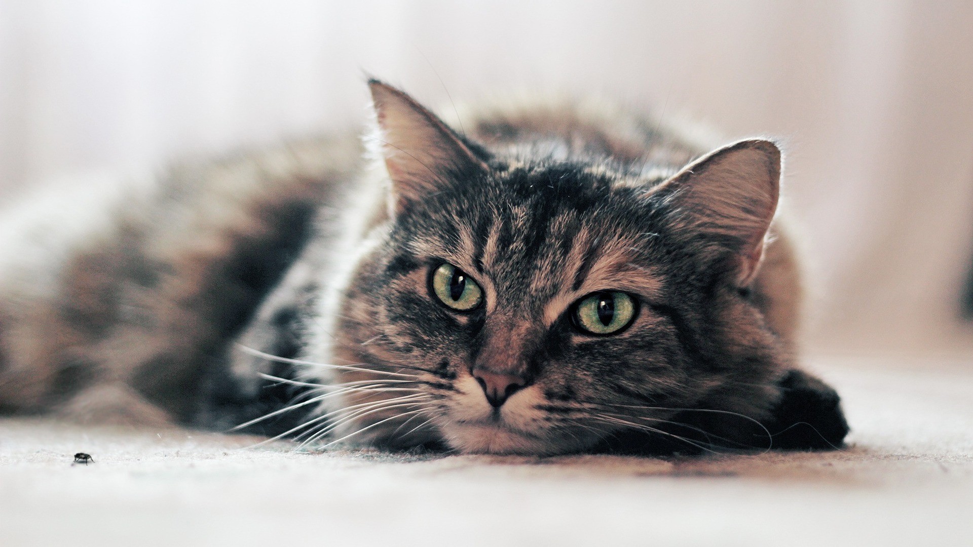 Download Animal Cat Image