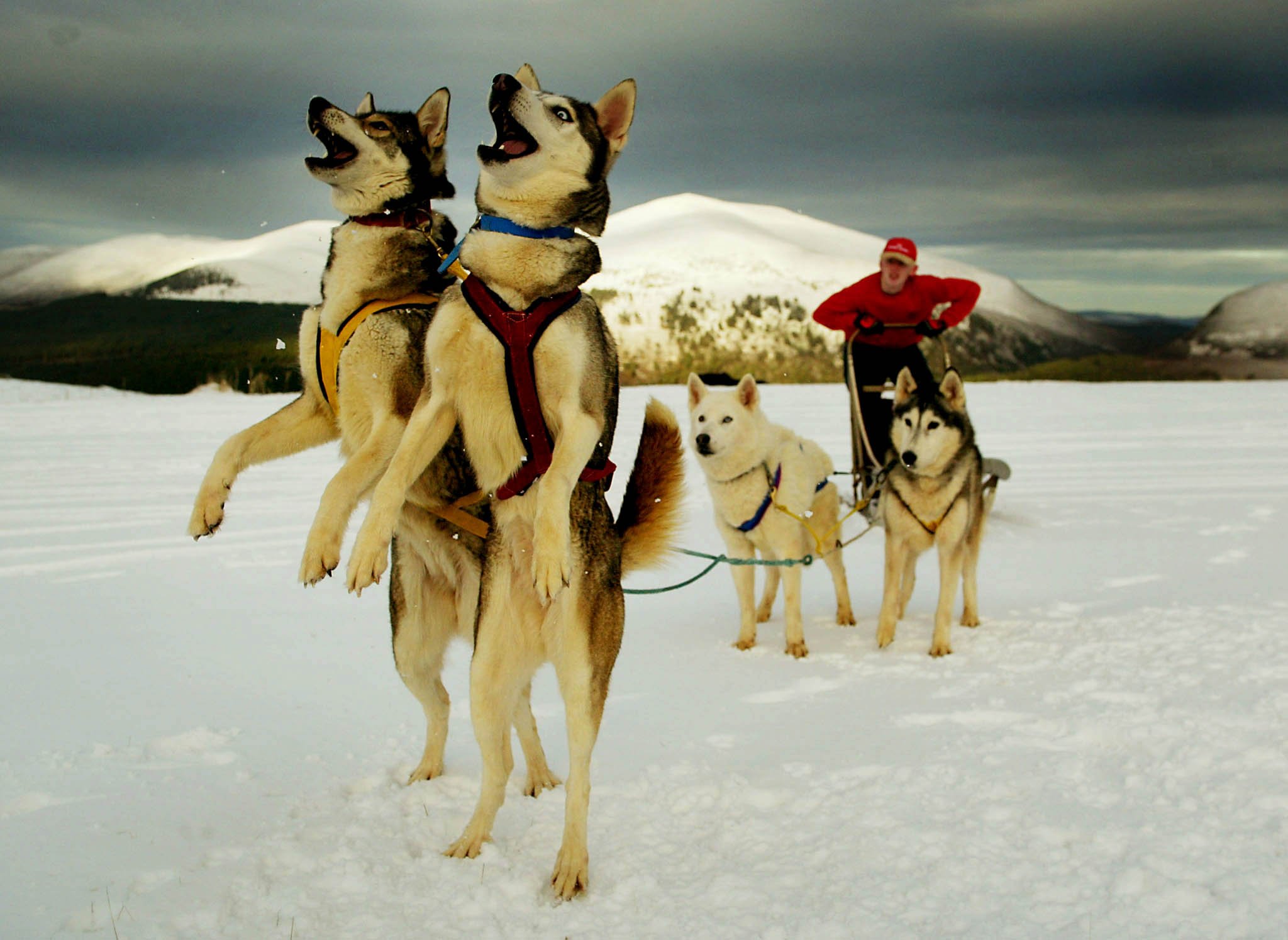 sled dog racing in Alaska - Image Abyss