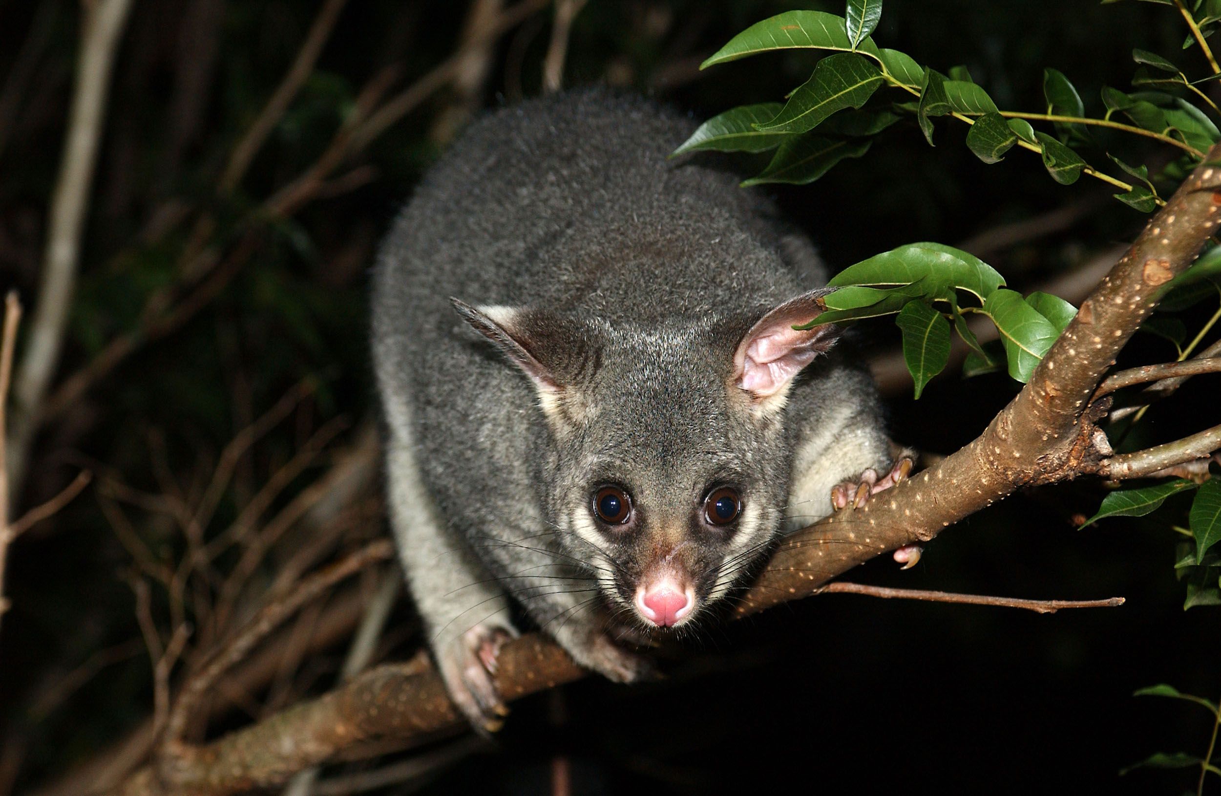 Brushtail_possum - Image Abyss