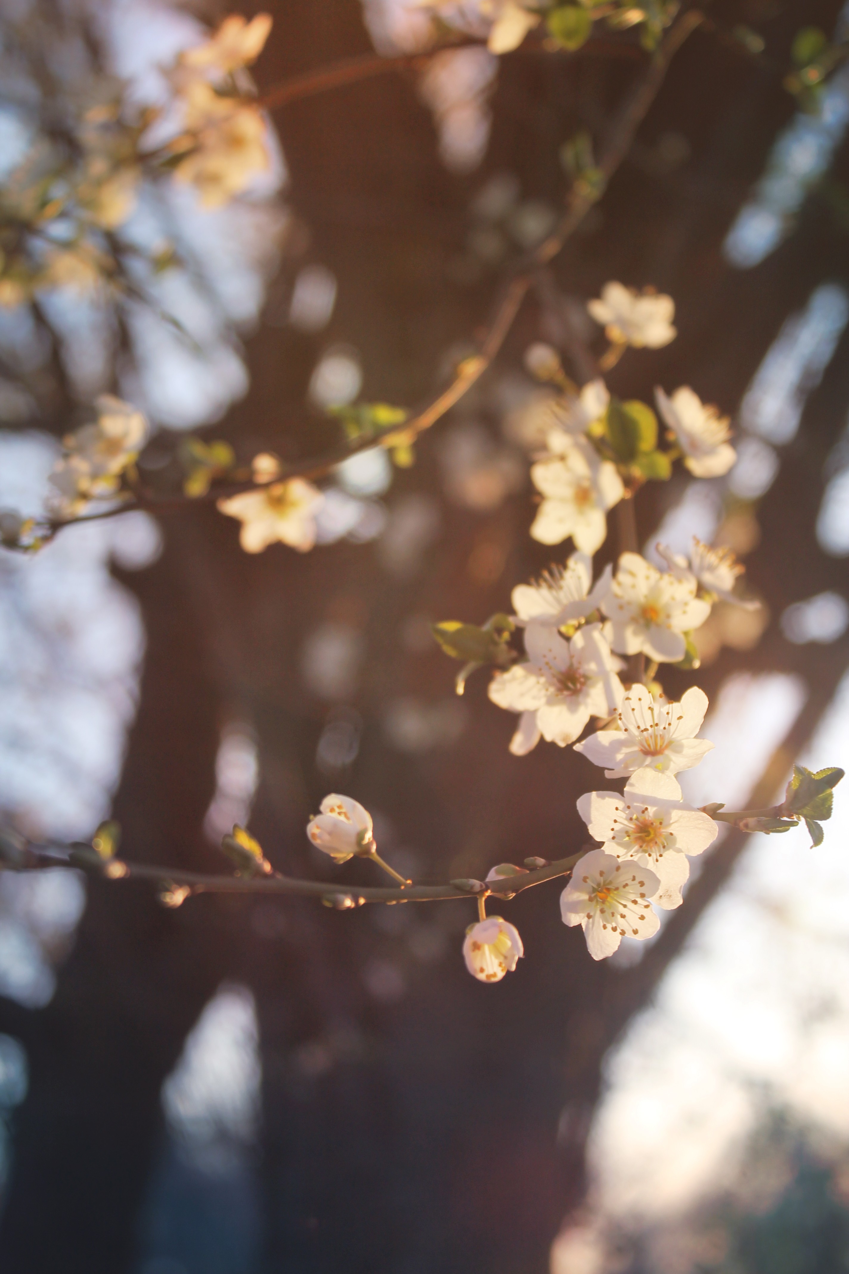 Download Nature Blossom Image