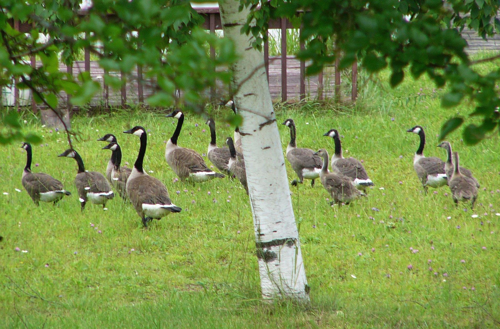 mixed group of geese and goslings walking past the dock by durkeema