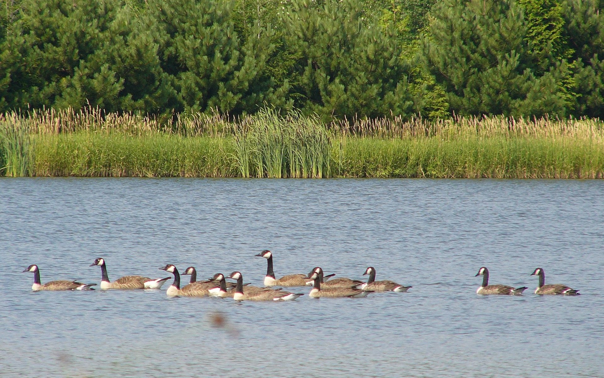 geese swimming in the lake by durkeema