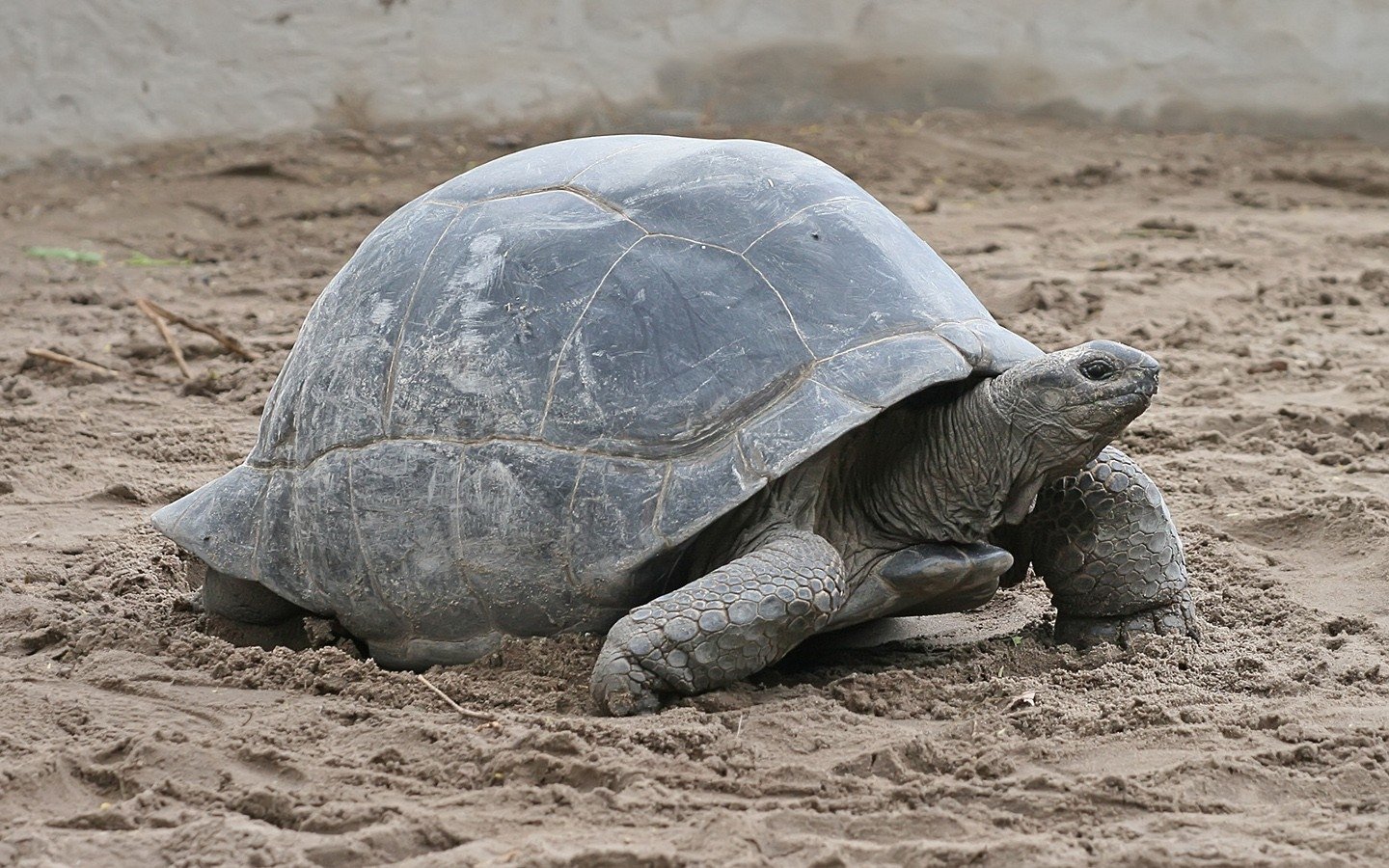 Aldabra Giant Tortoise - Desktop Wallpapers, Phone Wallpaper, PFP, Gifs ...