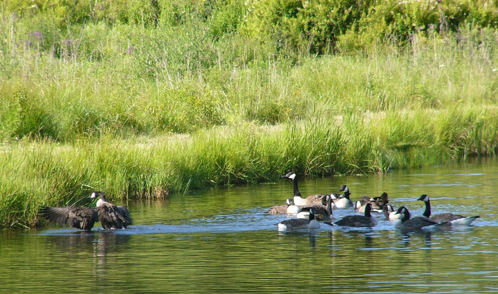 geese in our lake Image - ID: 291353 - Image Abyss