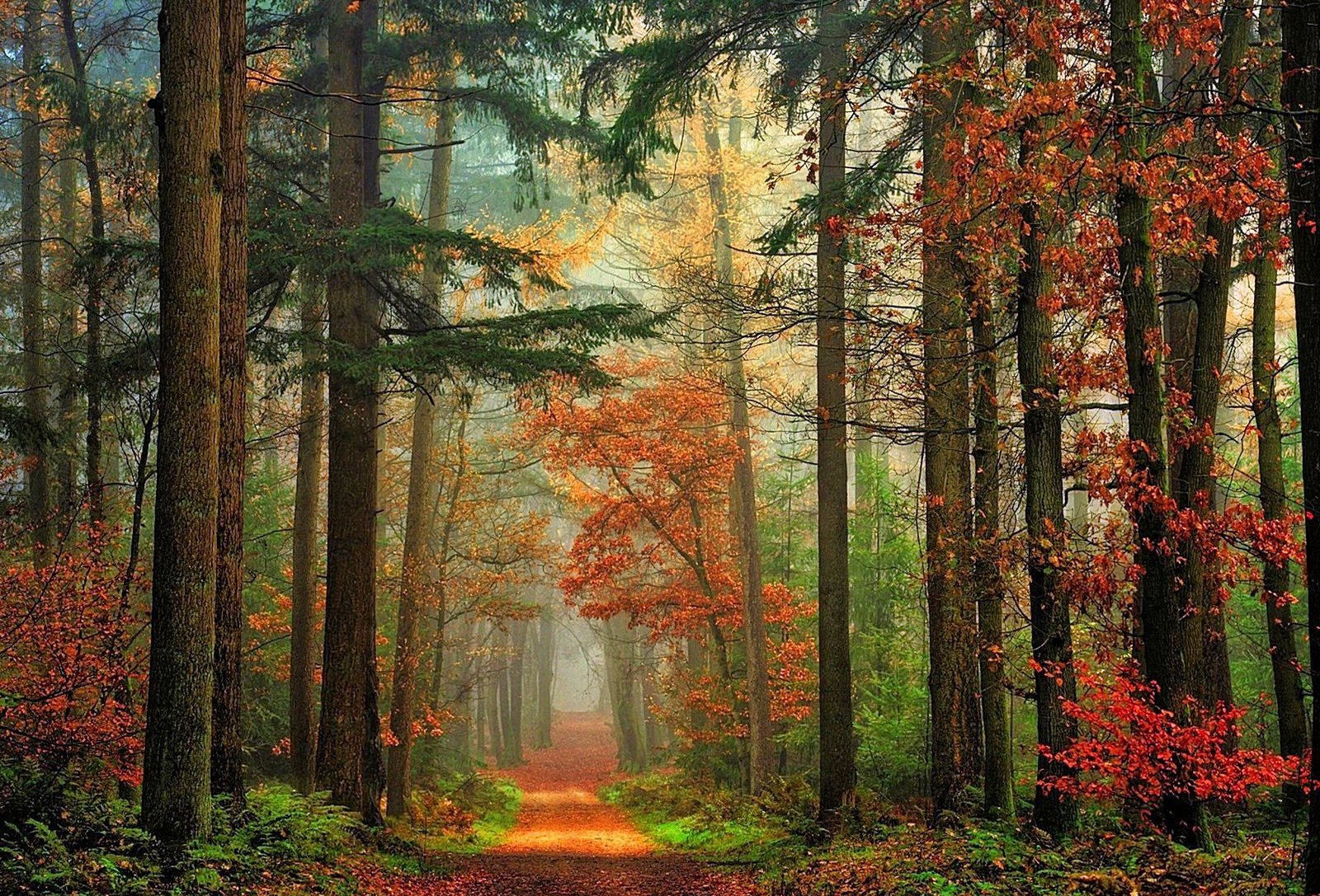 Download Path Tree Redwood Fall Nature Forest Image