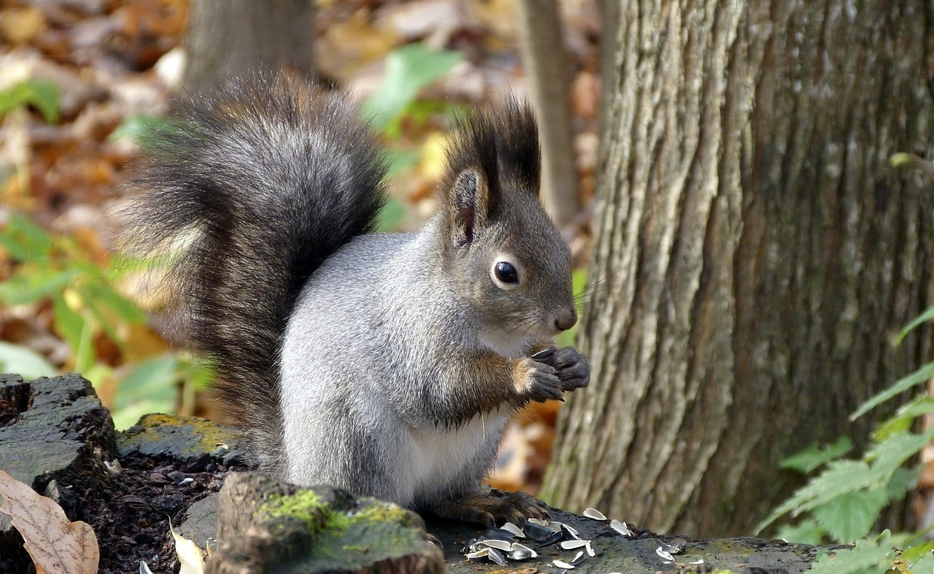 Squirrel Image - ID: 291499 - Image Abyss