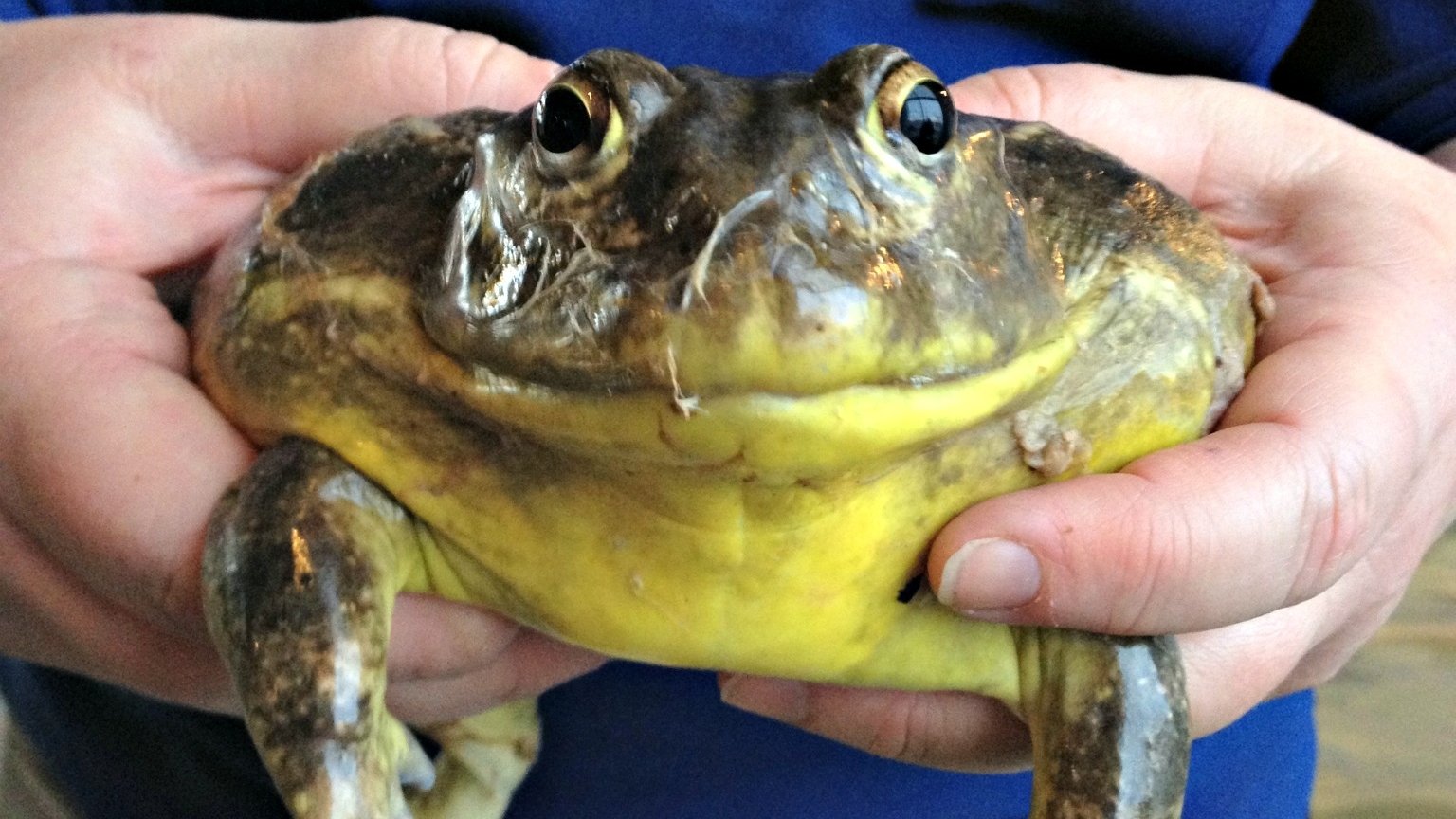 Bullfrog - Desktop Wallpapers, Phone Wallpaper, PFP, Gifs, and More!