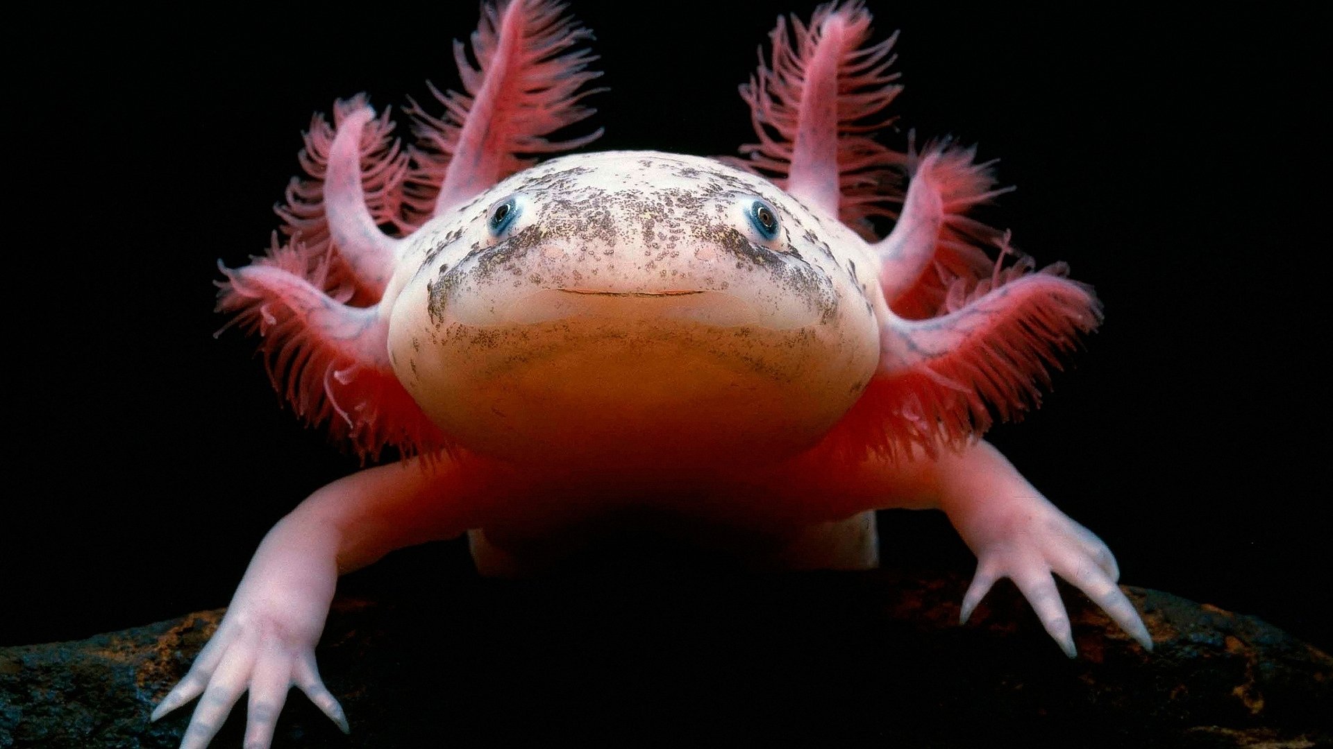 Axolotl Image - ID: 291573 - Image Abyss