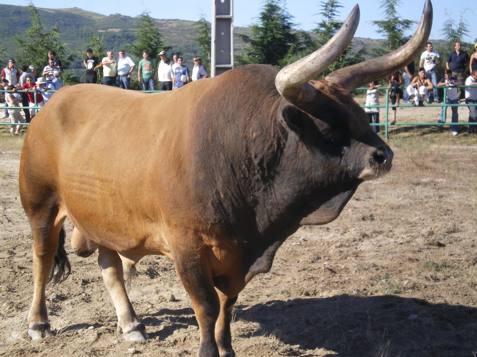 Download Animal Cow Image