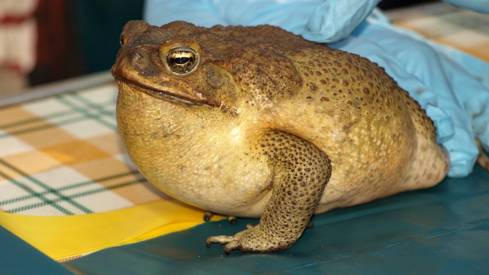 Download Animal Toad Image