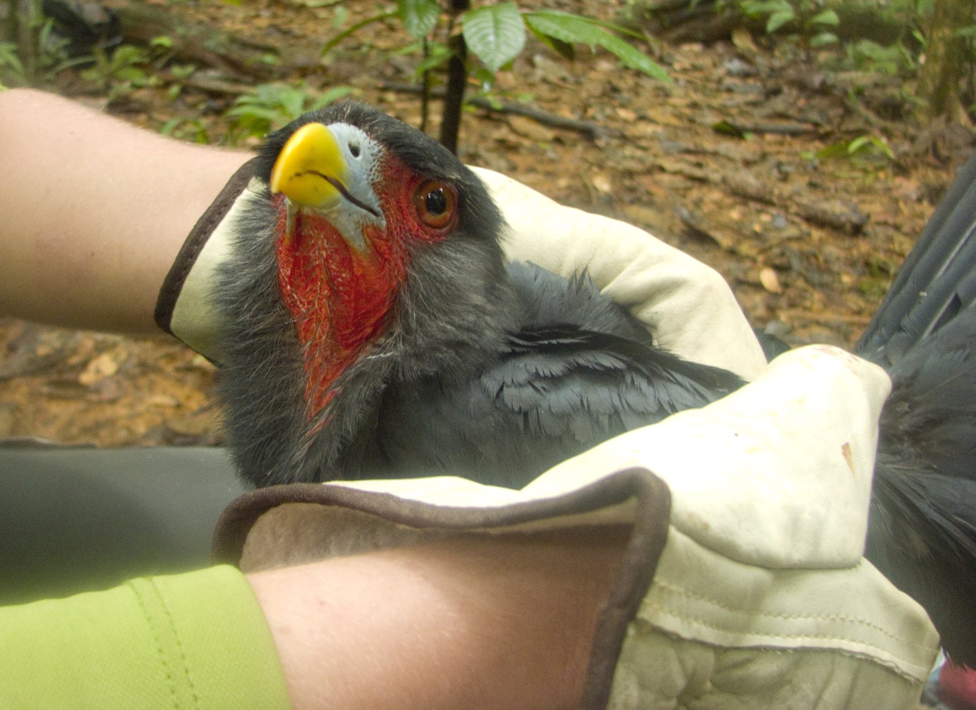 Download Animal Falcon Image