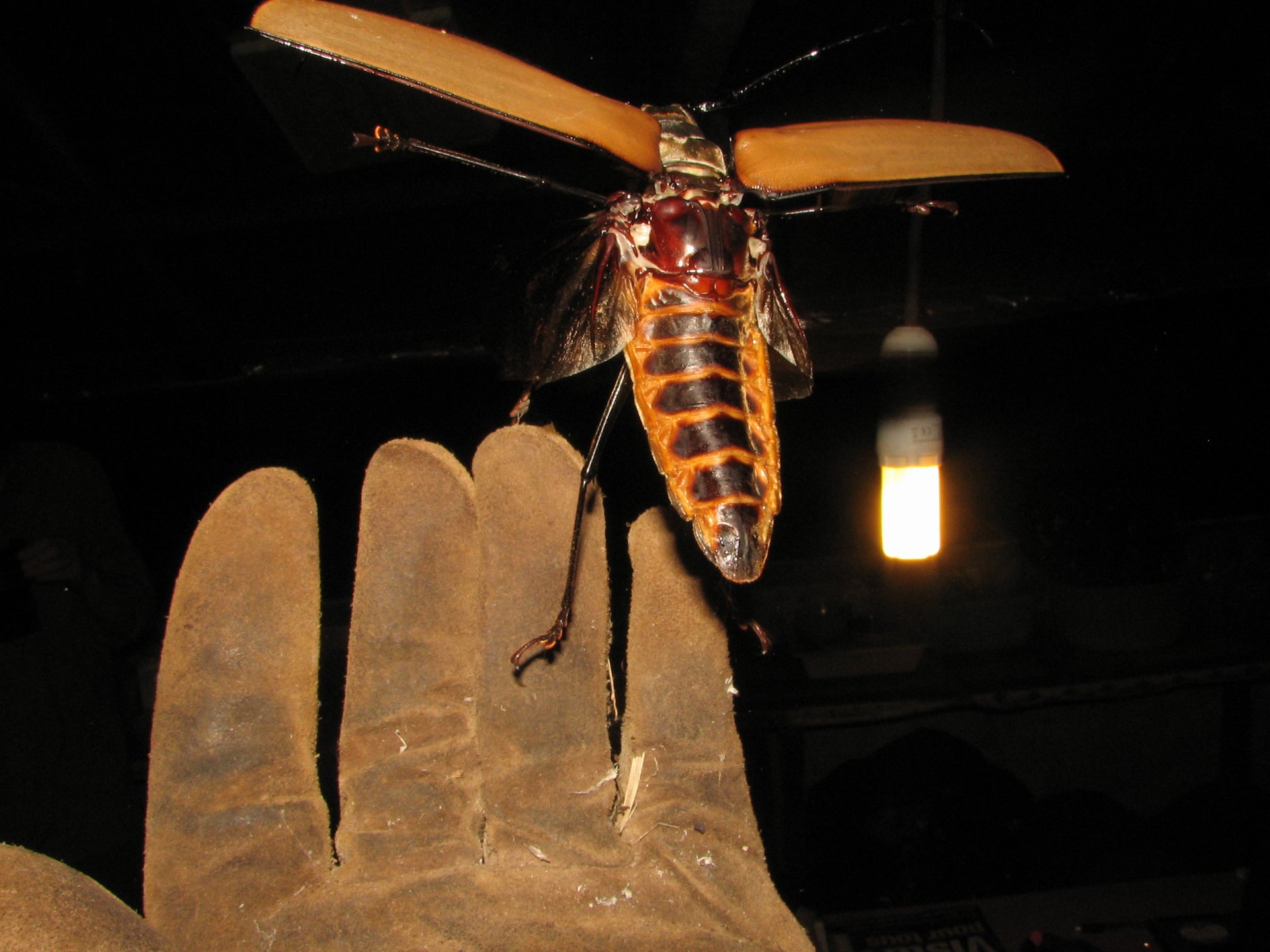 Cockroach - Desktop Wallpapers, Phone Wallpaper, PFP, Gifs, and More!