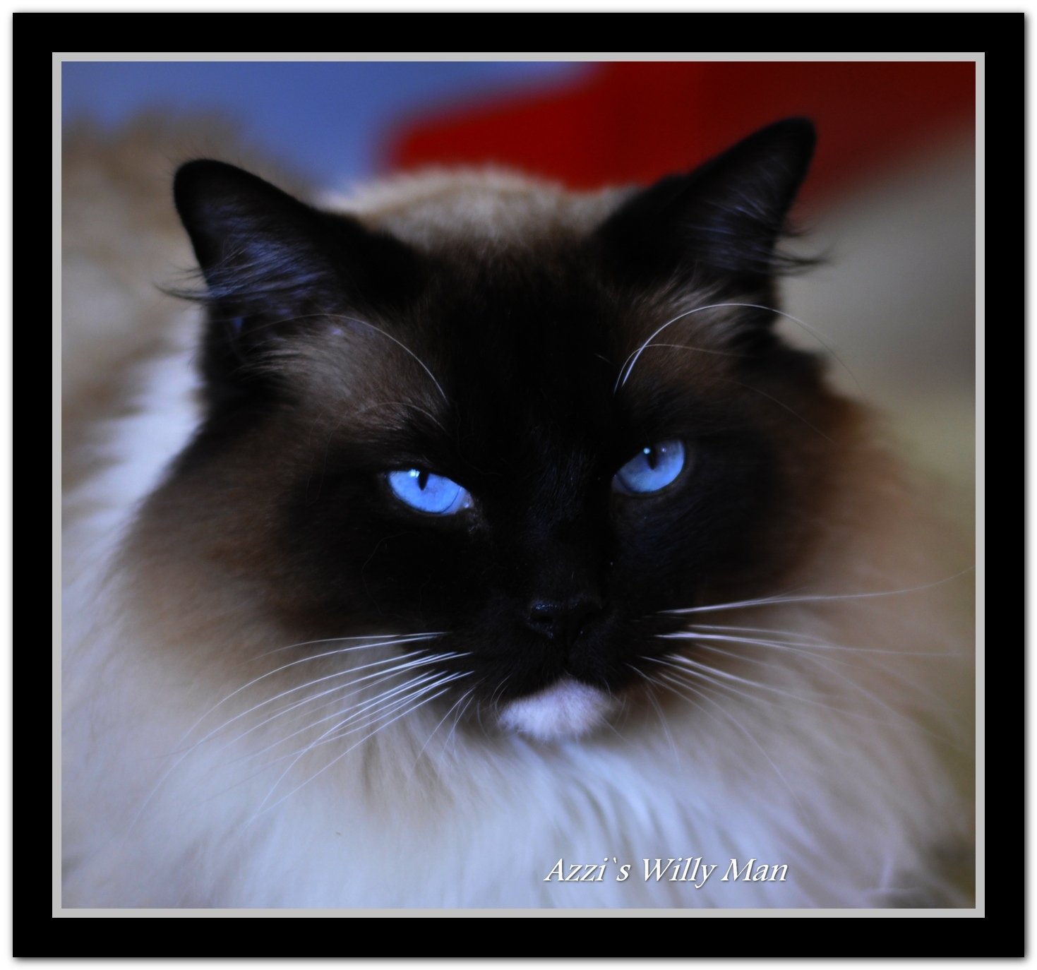 Willy Man by rita_eveline