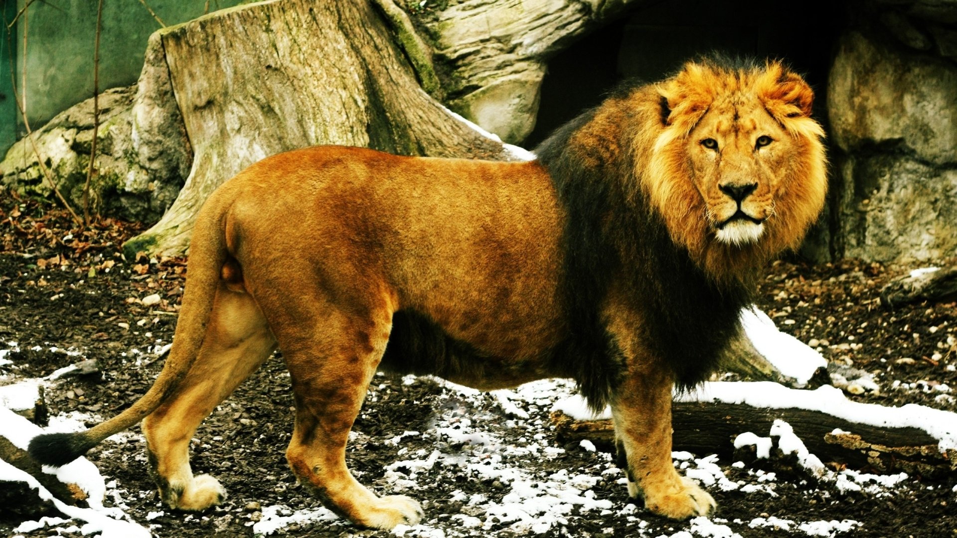 Download Animal Lion Image