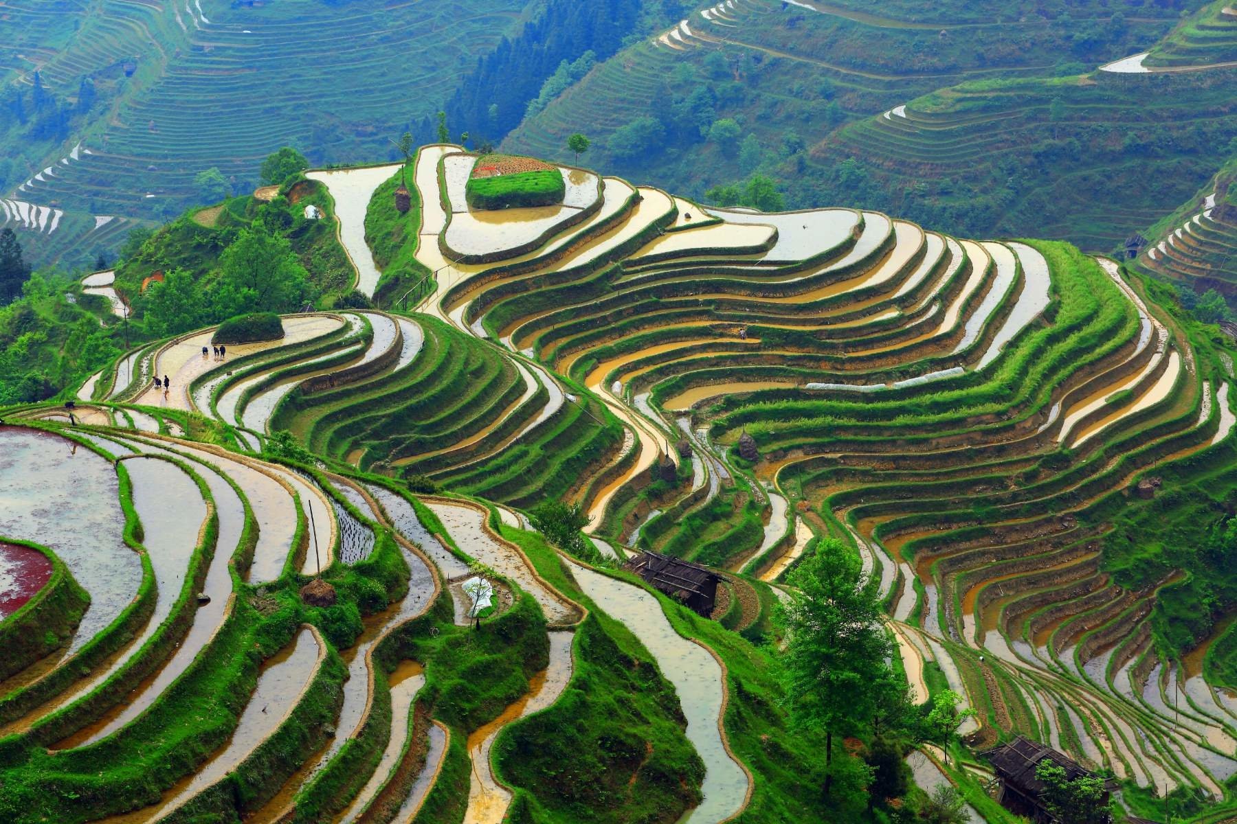 Download Man Made Rice Terrace Image