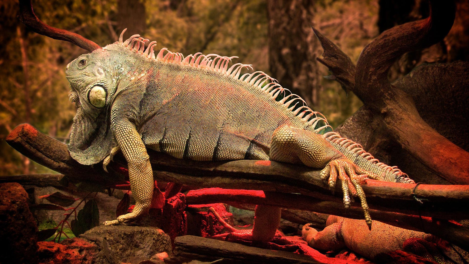 Download Animal Iguana Image